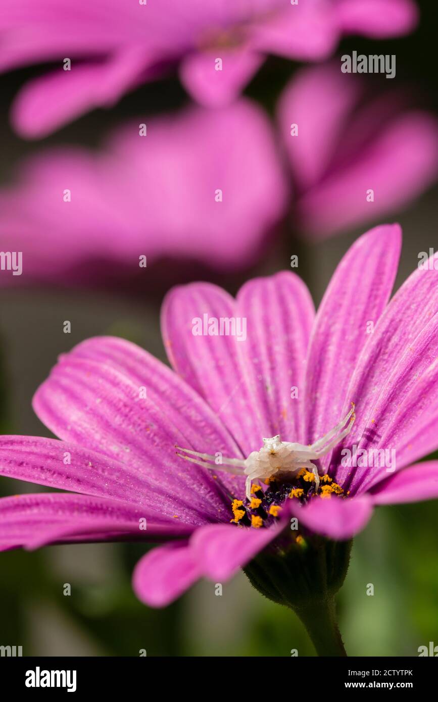 African daisy spider hi-res stock photography and images - Alamy
