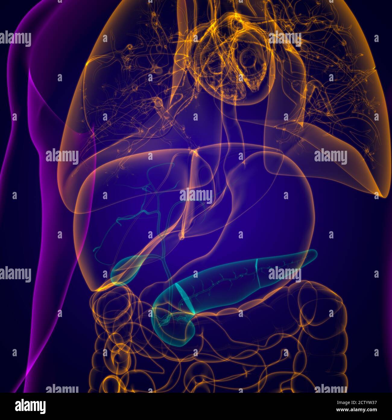 Gall Bladder Human Digestive System Anatomy For Medical Concept 3D ...