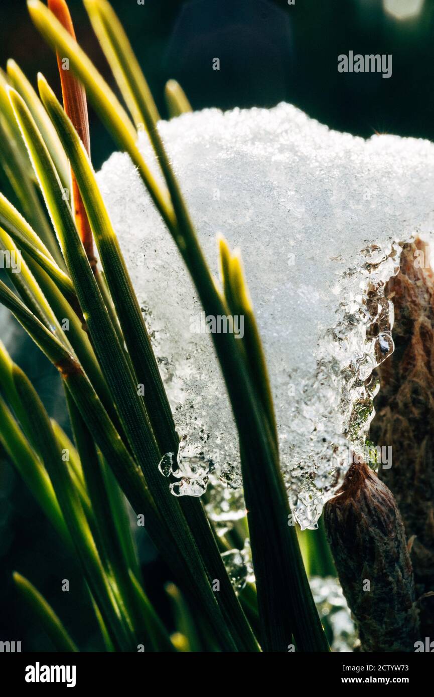 Form macro hi-res stock photography and images - Alamy