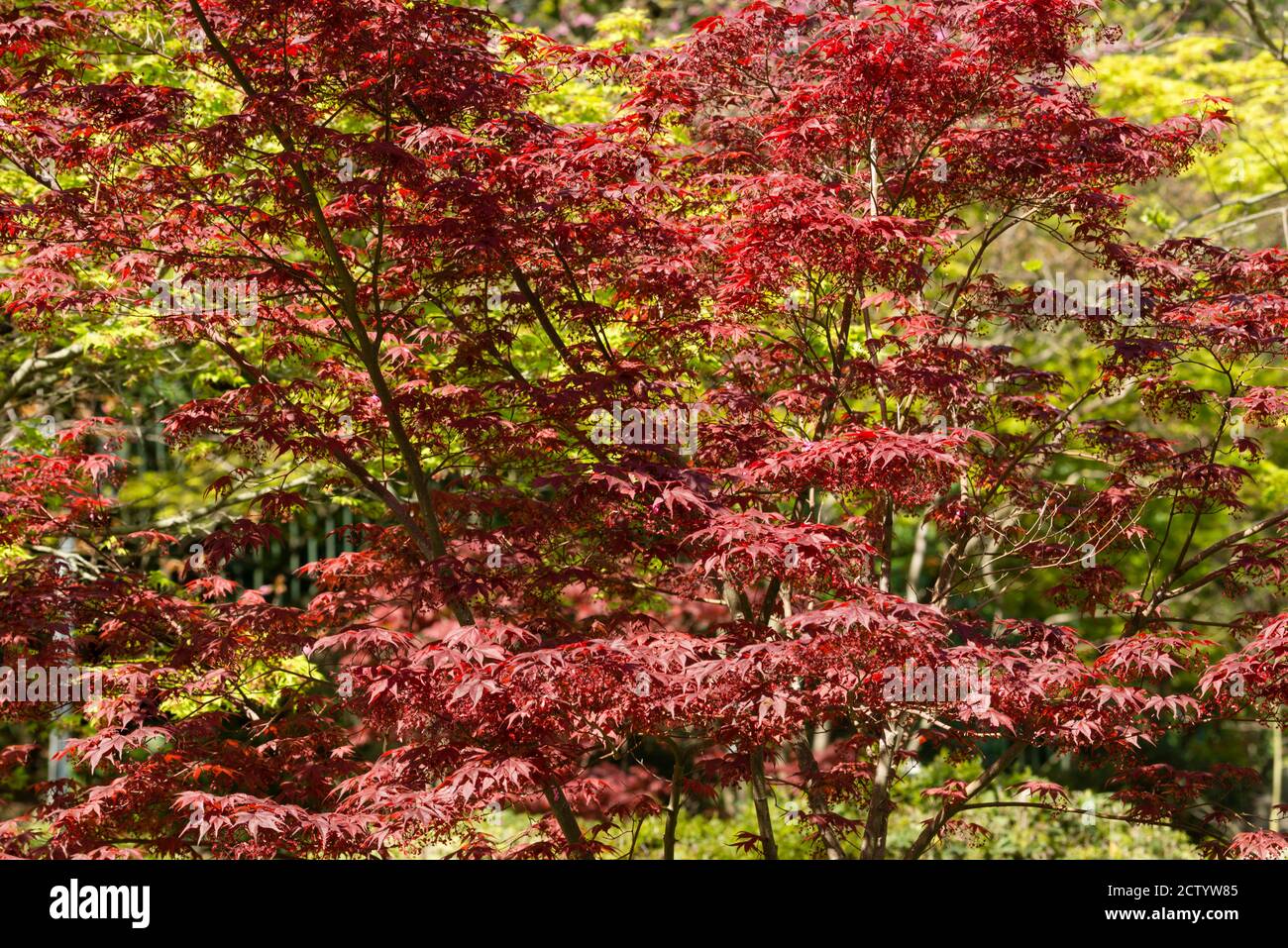 Maple tree, Acer palmatum, with Spring red leaves Stock Photo - Alamy