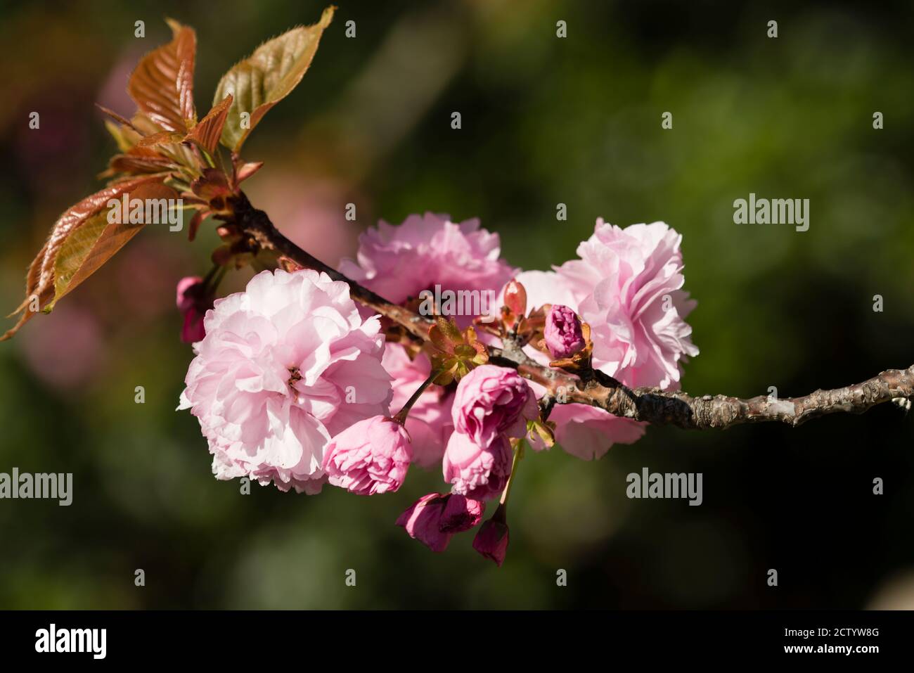 Japanese cherry tree detail of flowers in full Spring bloom Stock Photo ...