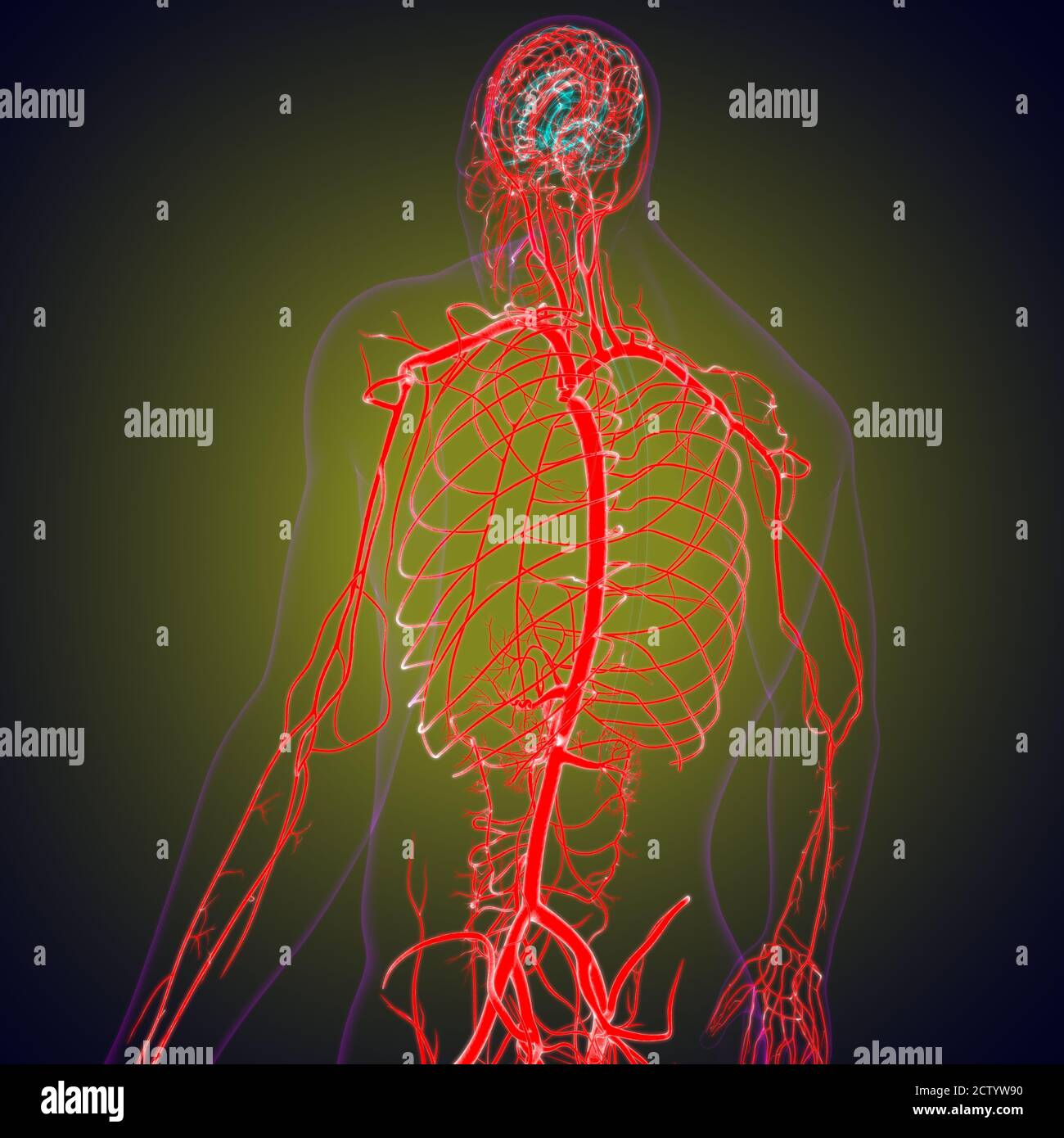 Human Arteries And Veins For Medical Concept 3D Illustration Stock ...