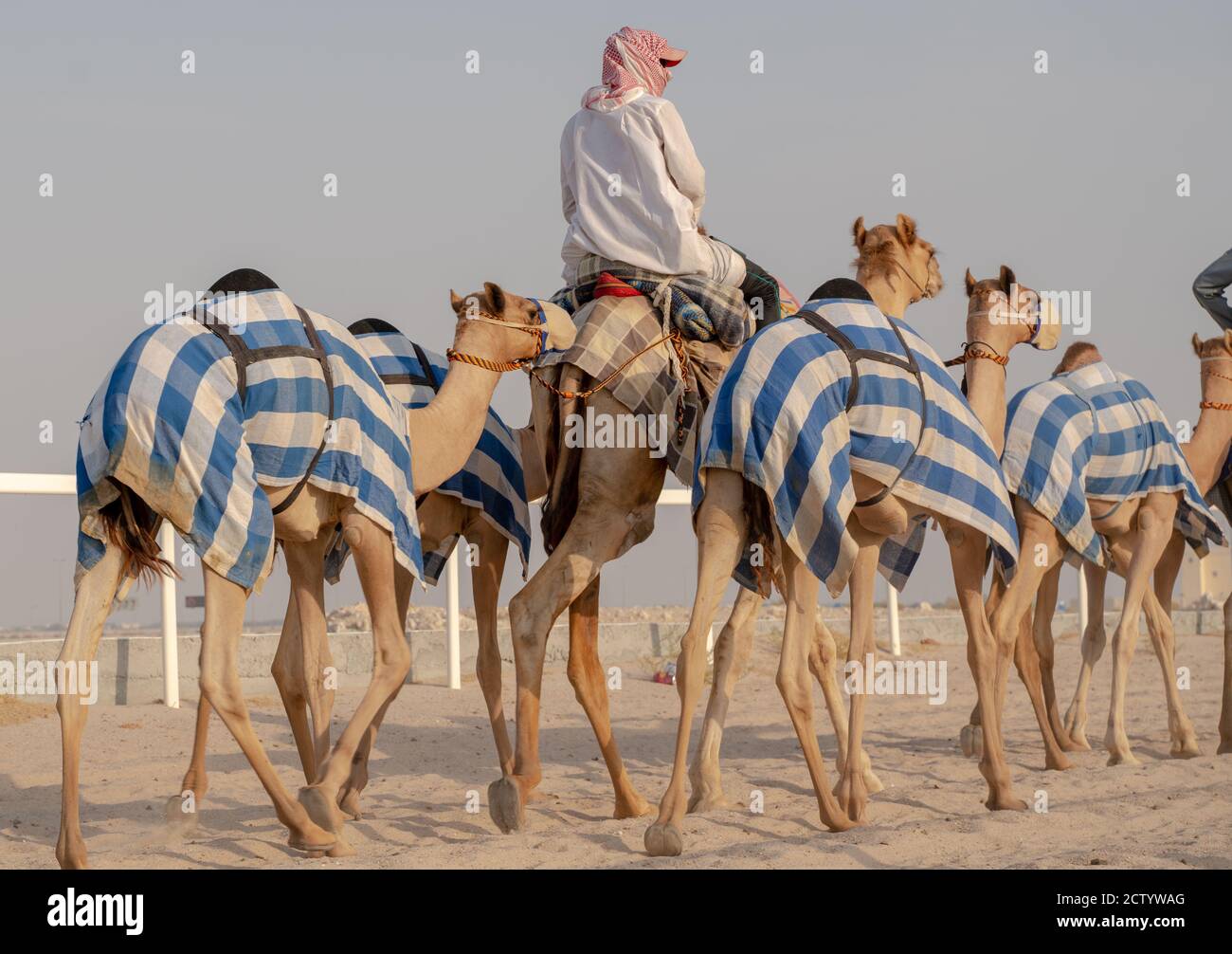Jockeys taking the camels for walk in the race tracks Stock Photo - Alamy