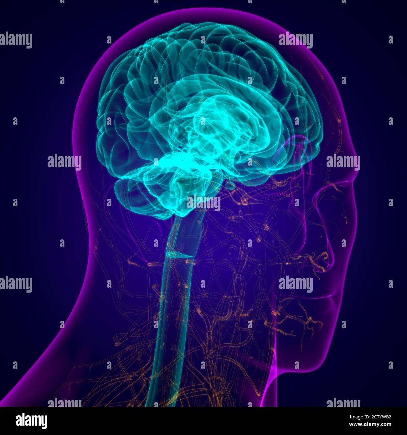 Human Brain inner parts Anatomy For Medical Concept 3D Illustration ...