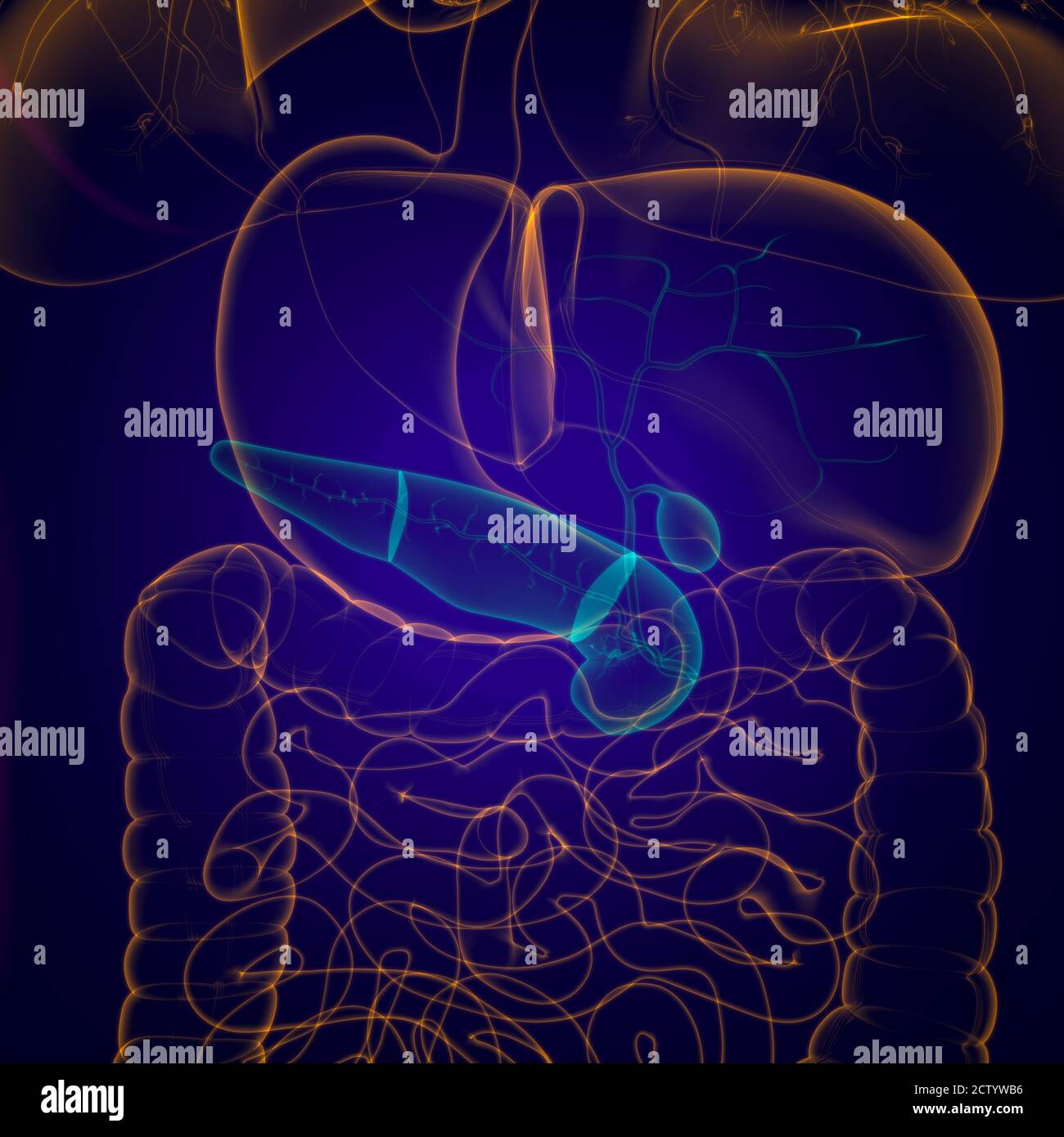 Gall Bladder Human Digestive System Anatomy For Medical Concept 3D ...
