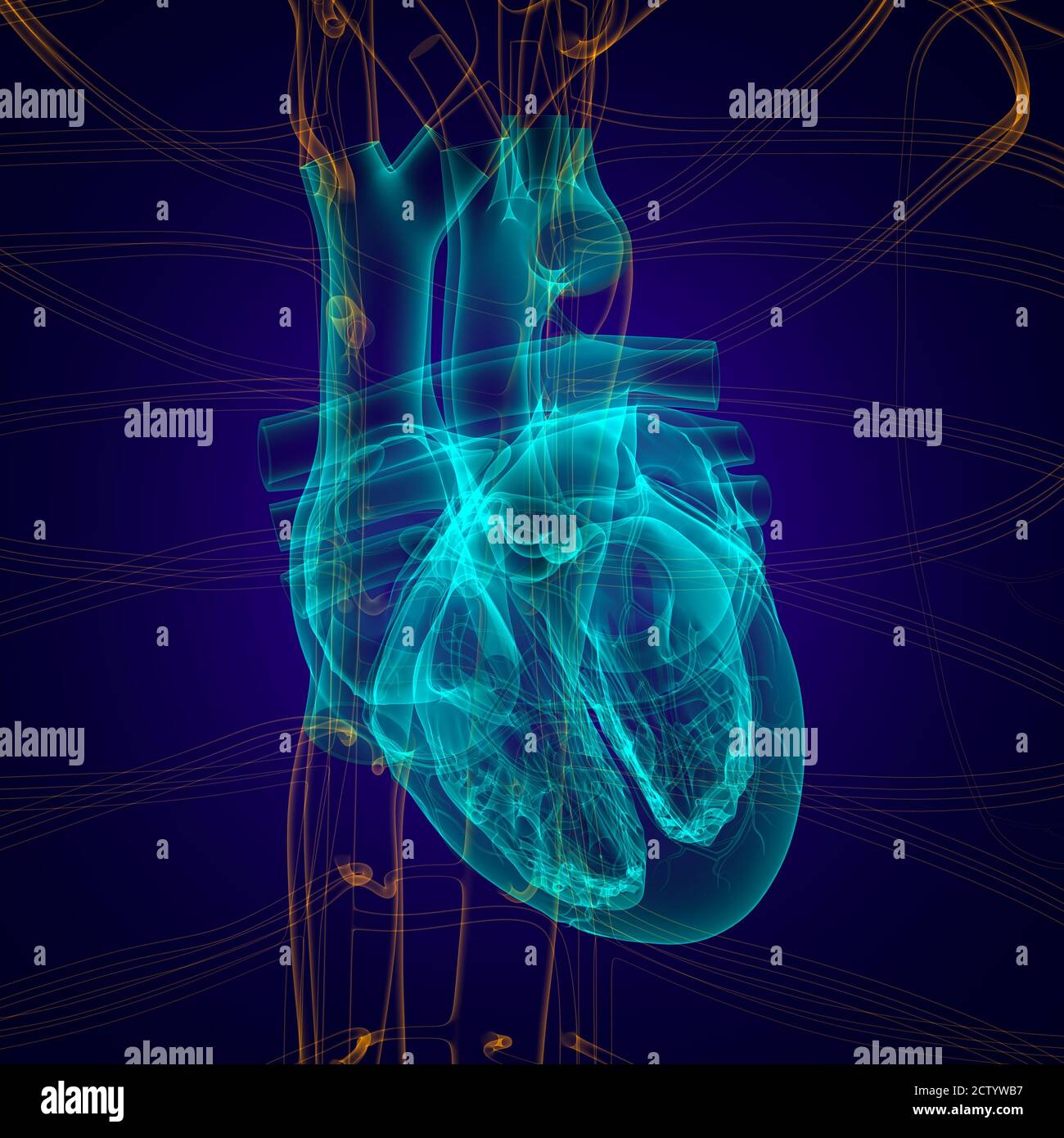 Human Heart Anatomy For Medical Concept 3D Illustration Stock Photo - Alamy