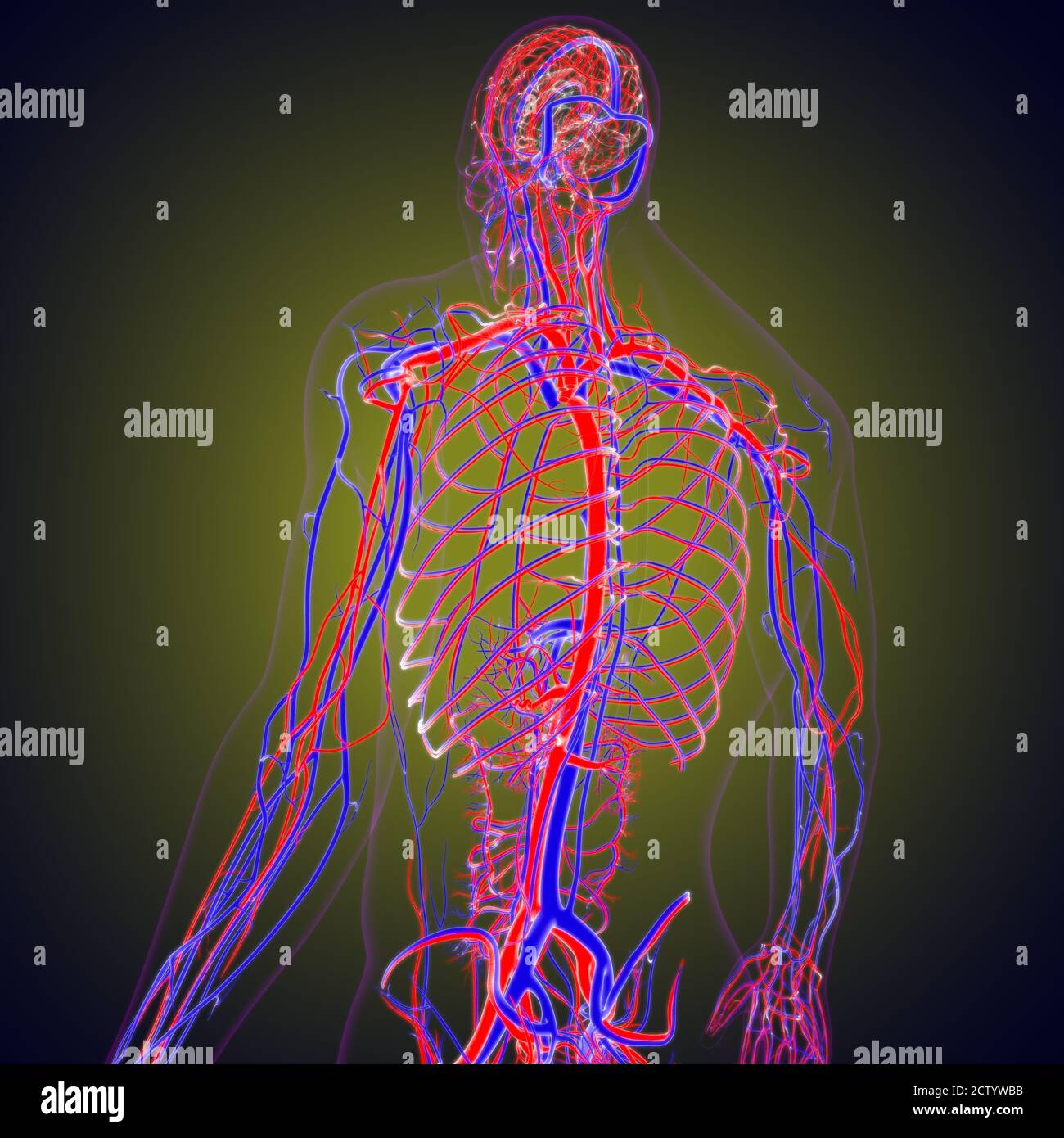 Human Arteries And Veins For Medical Concept 3D Illustration Stock ...
