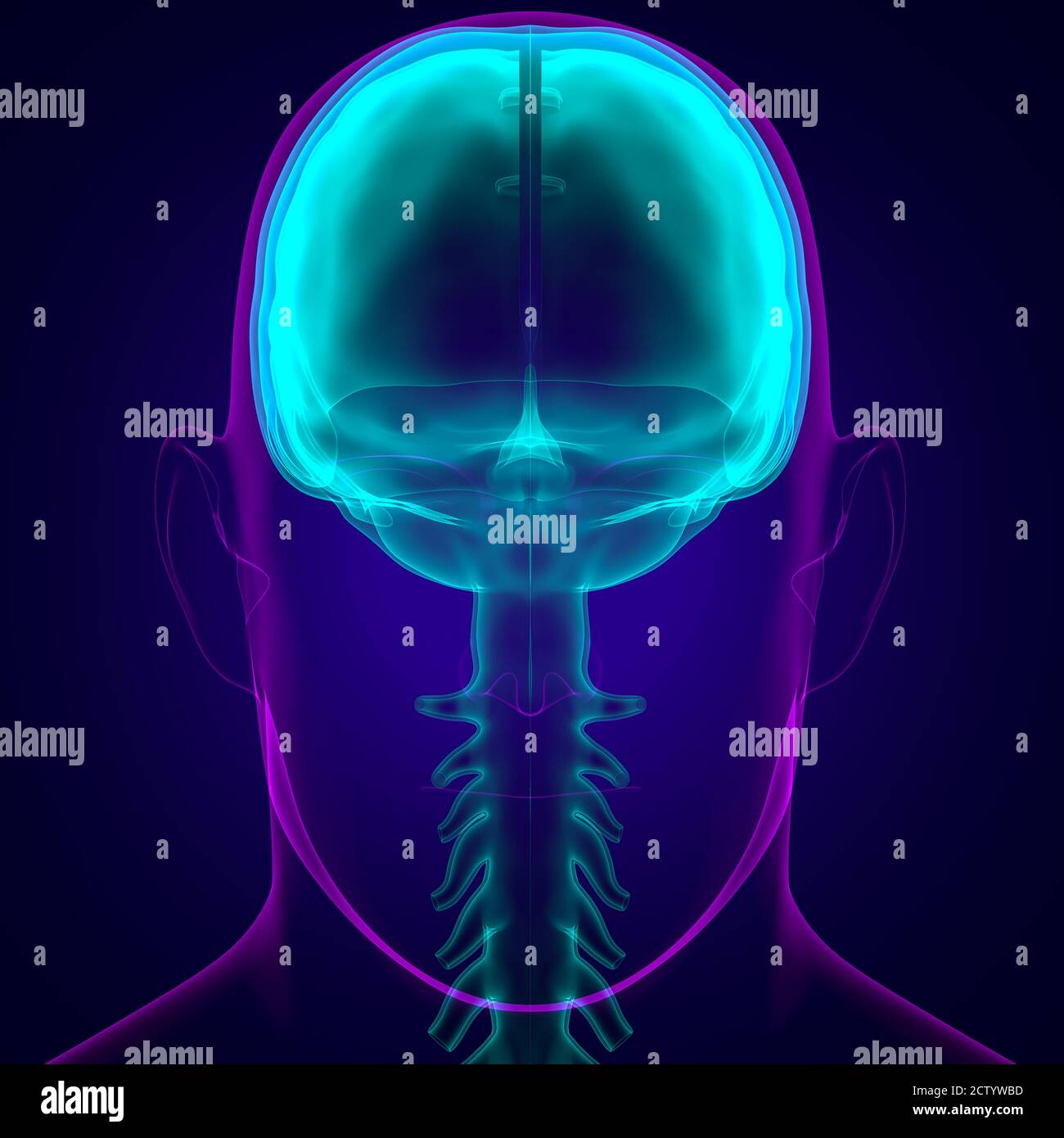 Human respiratory system artwork hi-res stock photography and images ...