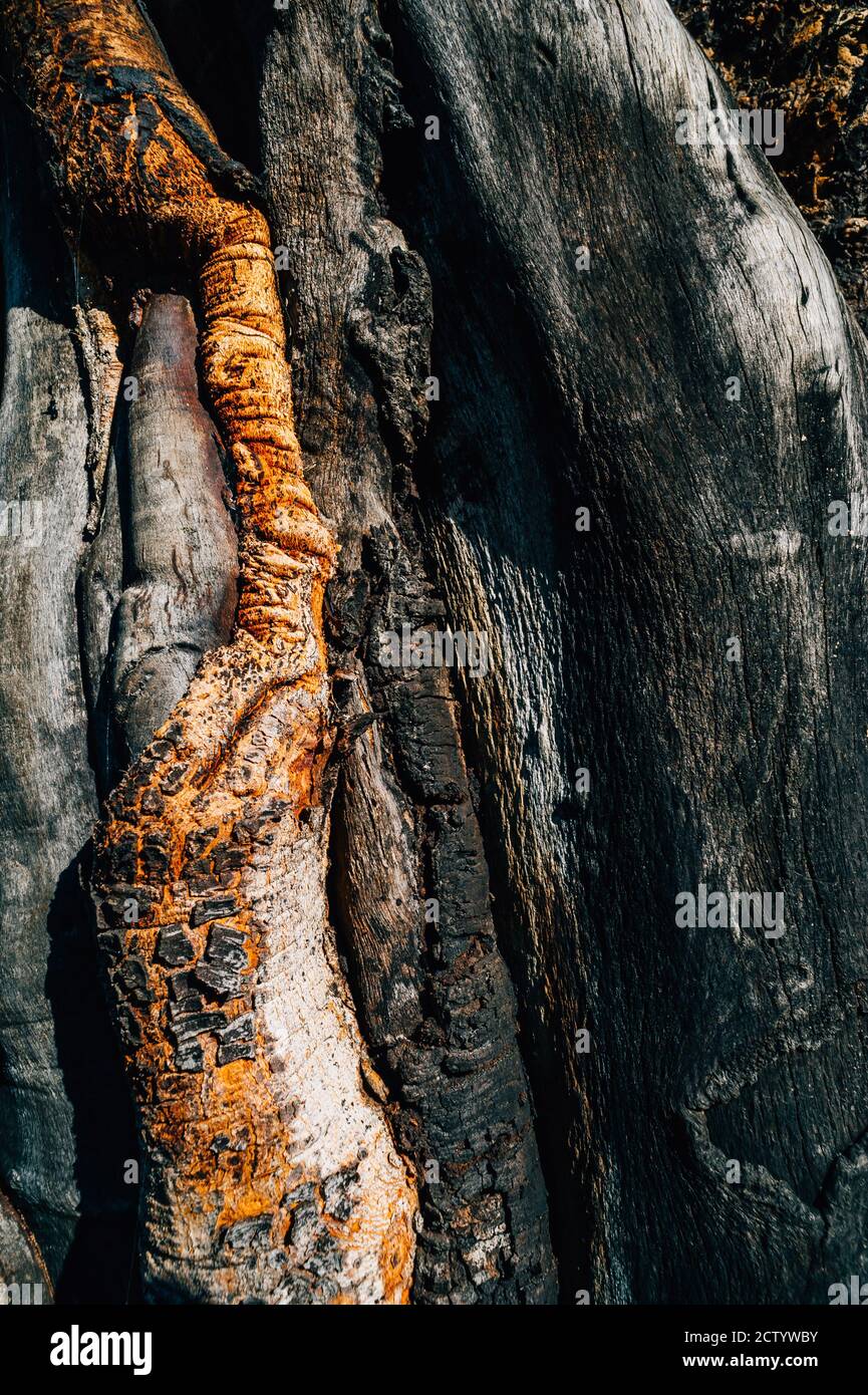 Organic form tree Stock Photo - Alamy