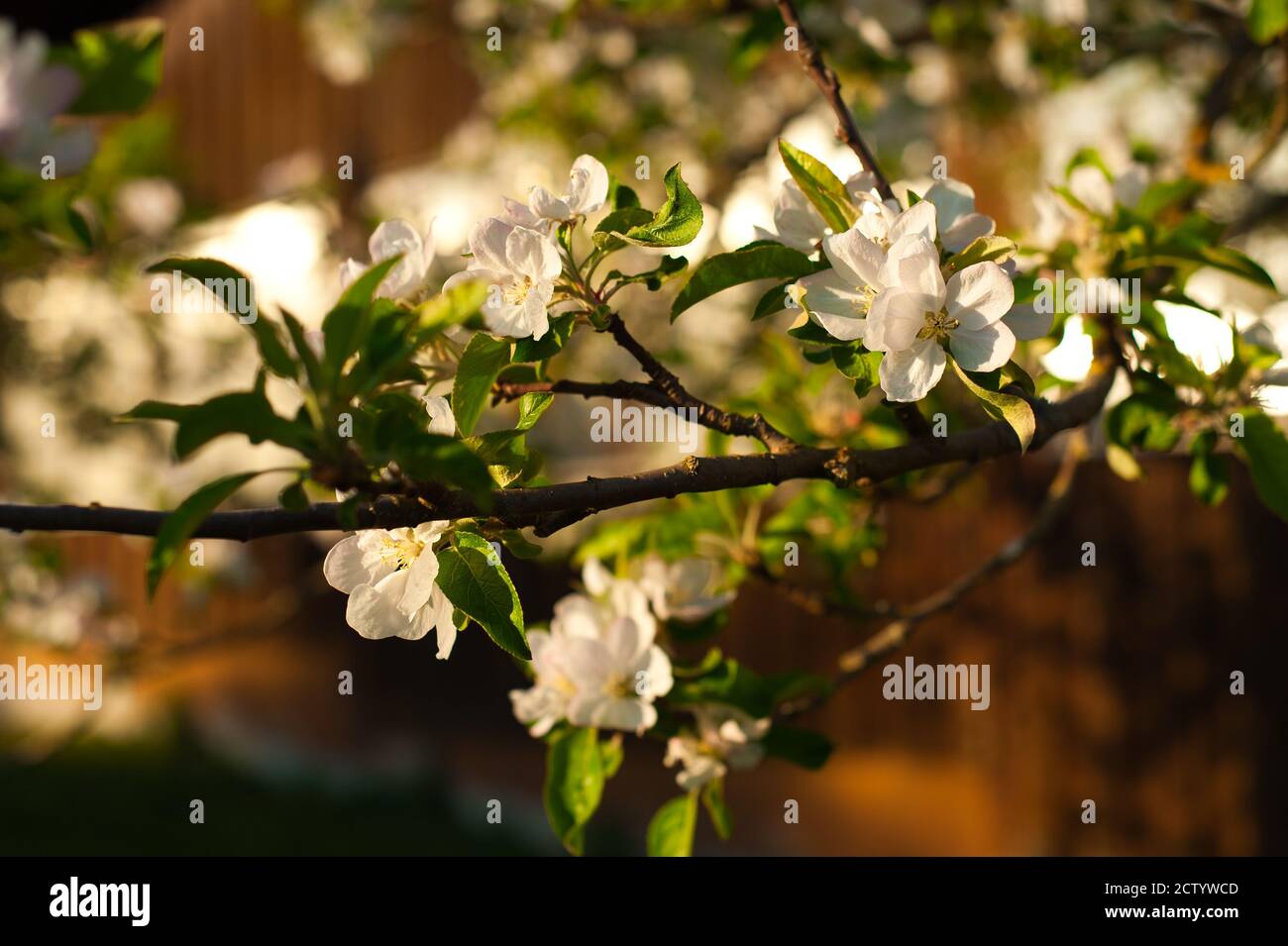 Spring in Germany! Stock Photo - Alamy