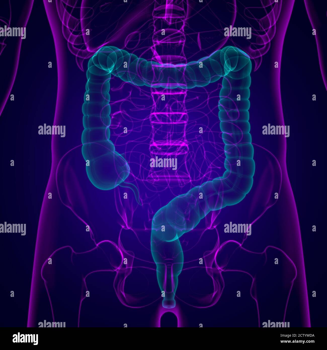 Large Intestine 3D Illustration Human Digestive System Anatomy For ...