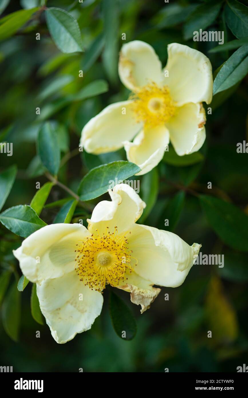 Withering pink rose hi-res stock photography and images - Alamy