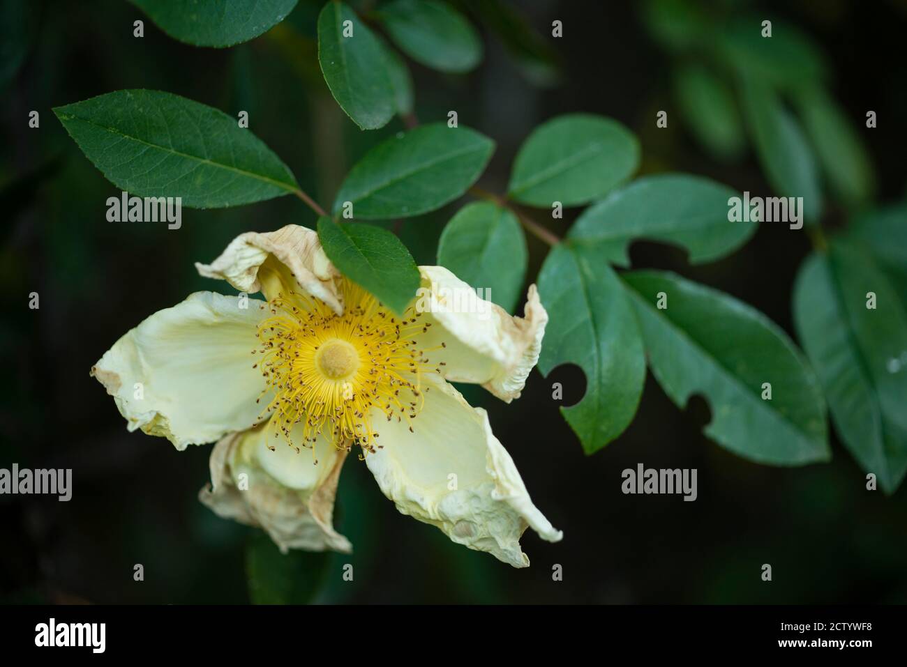 Withering pink rose hi-res stock photography and images - Alamy
