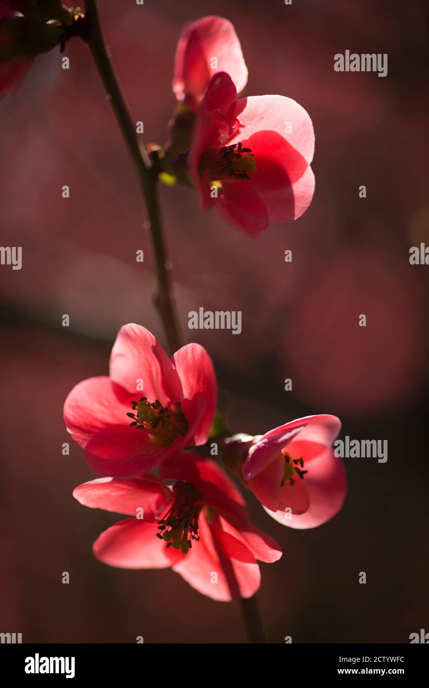 Spring flowers in full hi-res stock photography and images - Alamy
