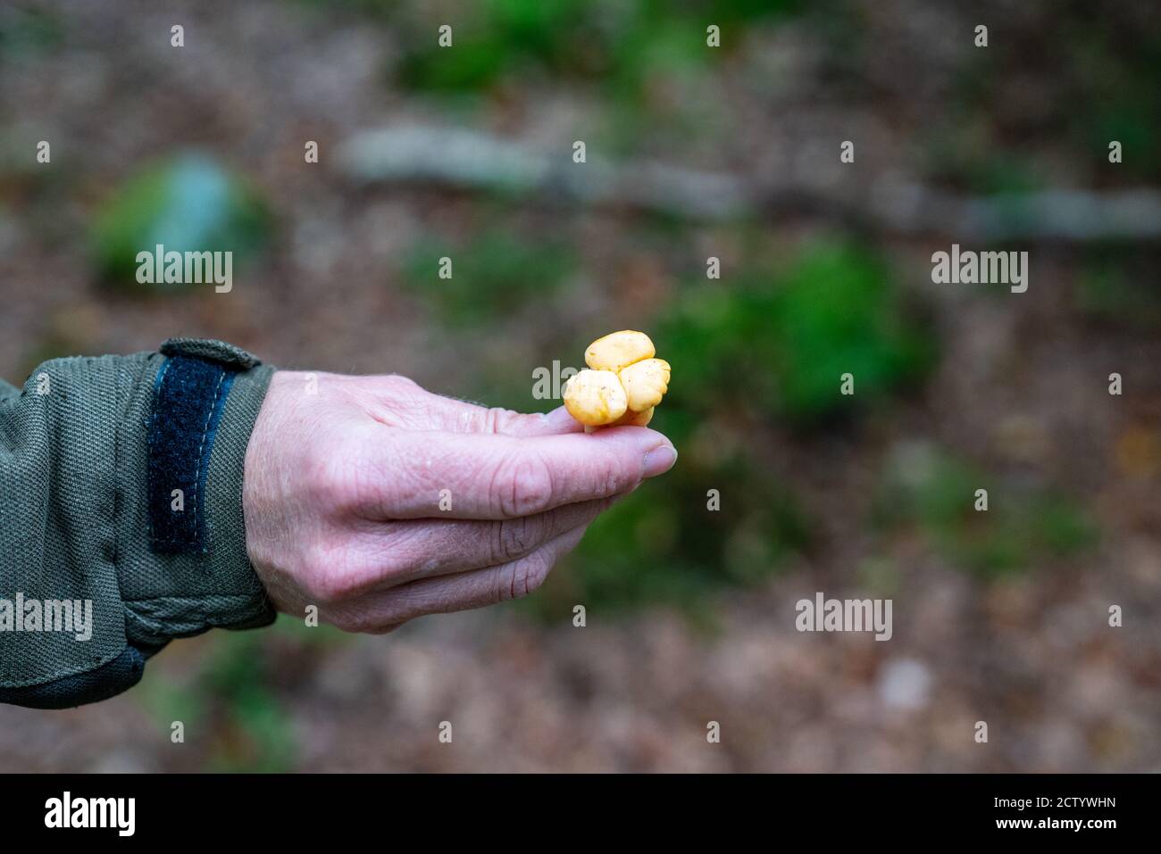 Picking mushrooms hi-res stock photography and images - Alamy