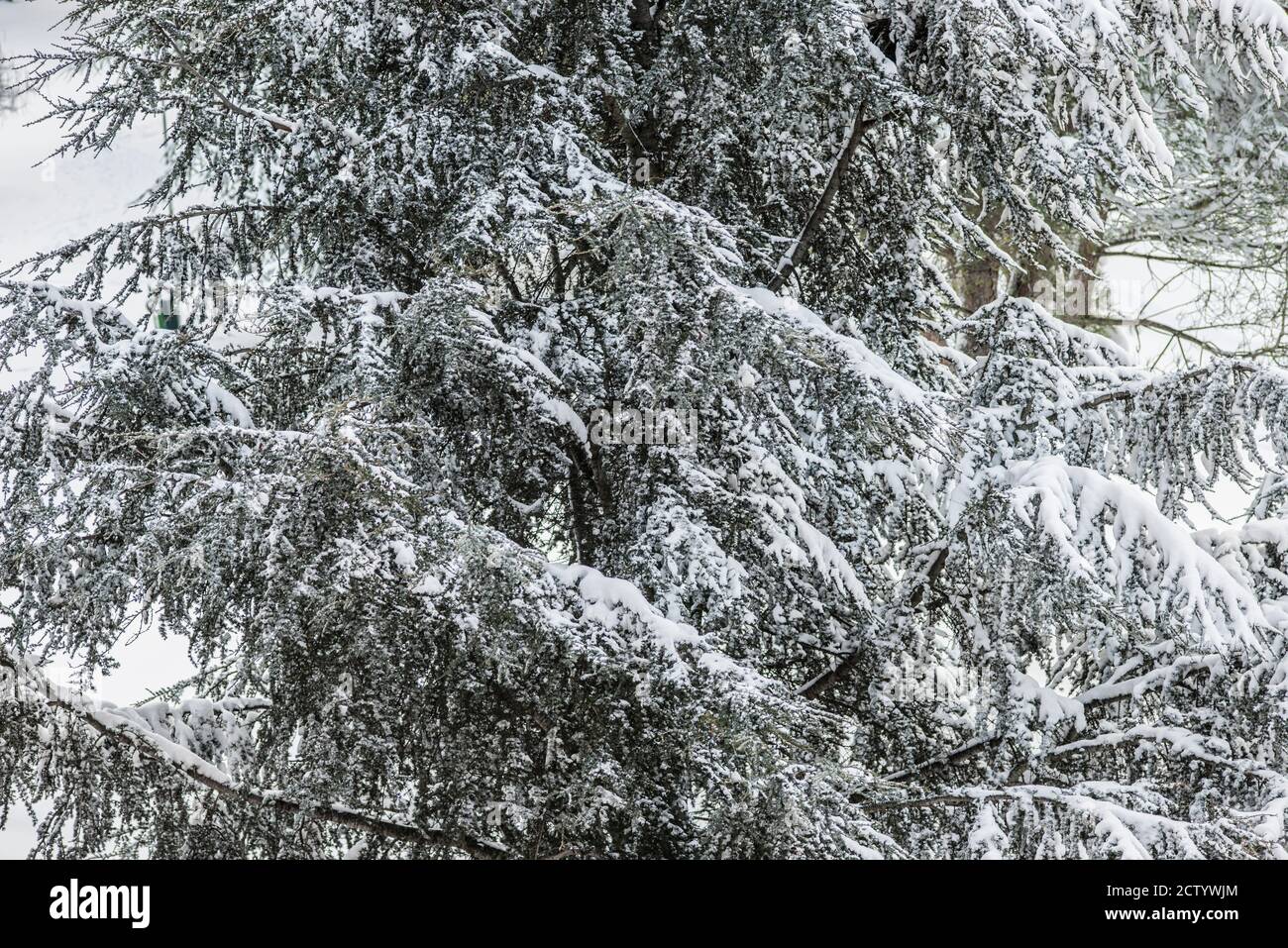 Snow covering ground and tree details Stock Photo - Alamy