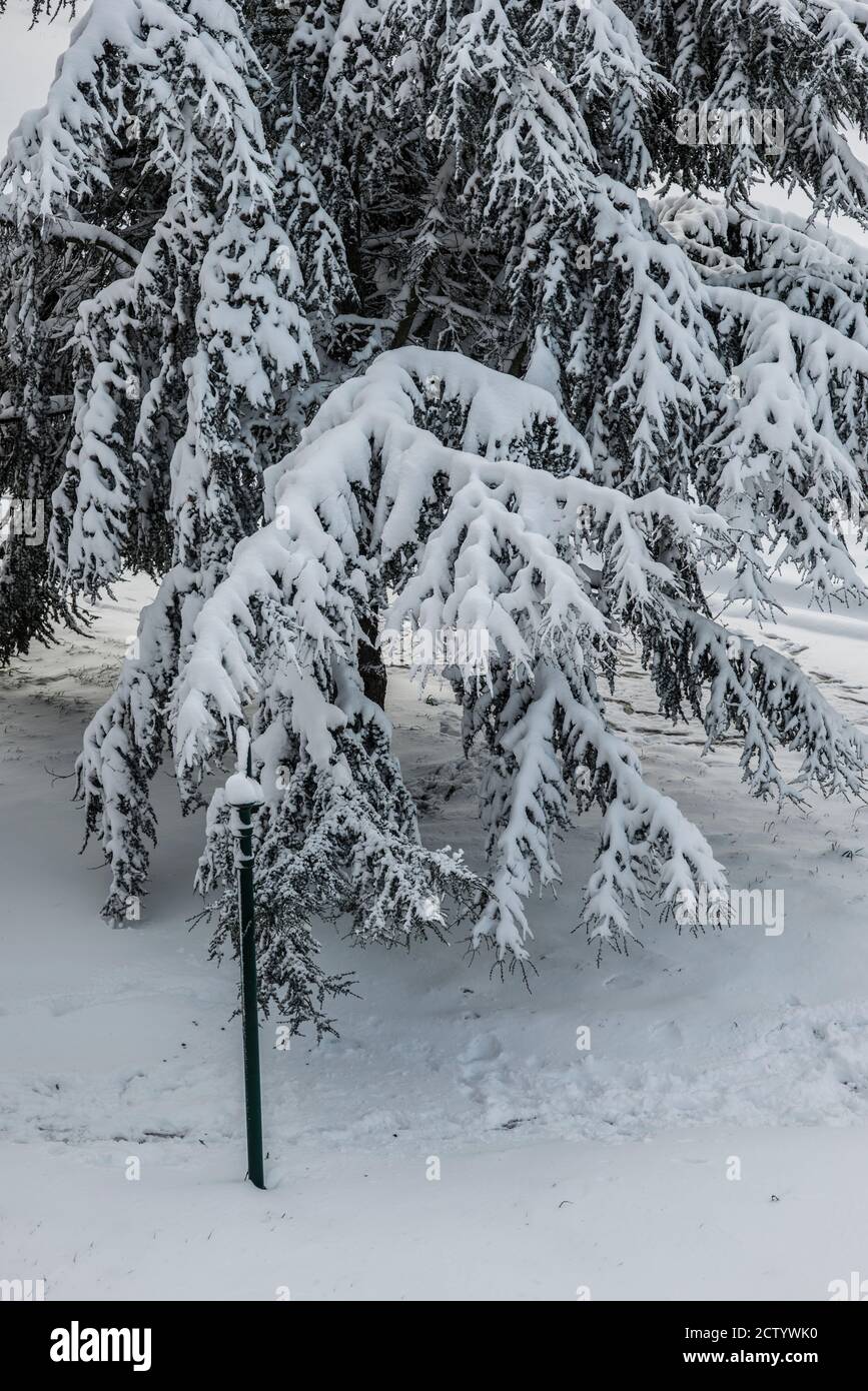 Snow covering ground and tree details Stock Photo - Alamy