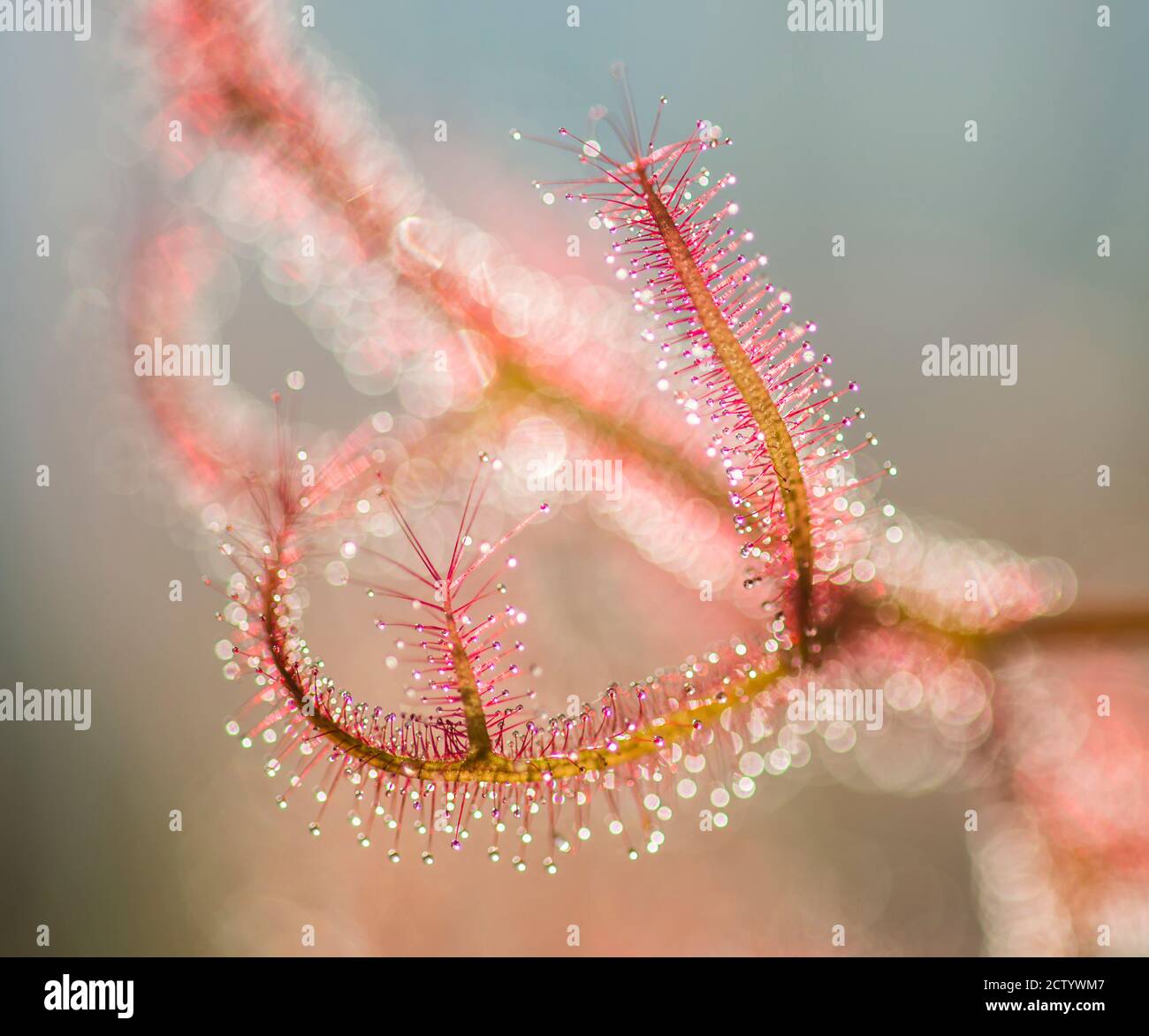 Close up of insectivorous plant Drosera sundew with sticky drops Stock ...