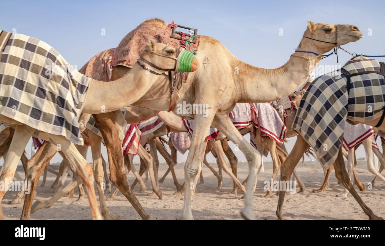 Jockeys taking the camels for walk in the race tracks Stock Photo - Alamy