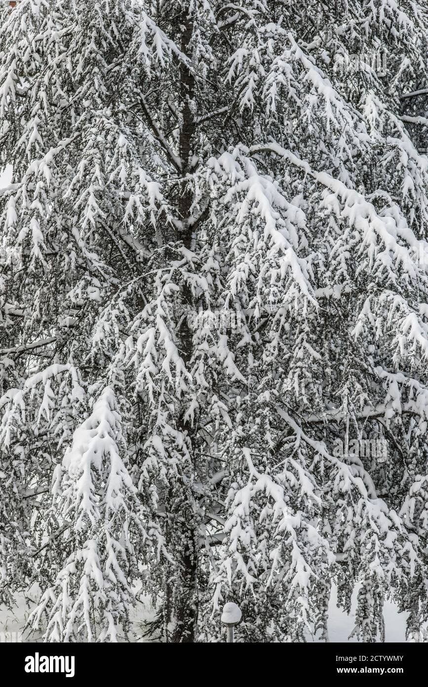 Snow covering ground and tree details Stock Photo - Alamy