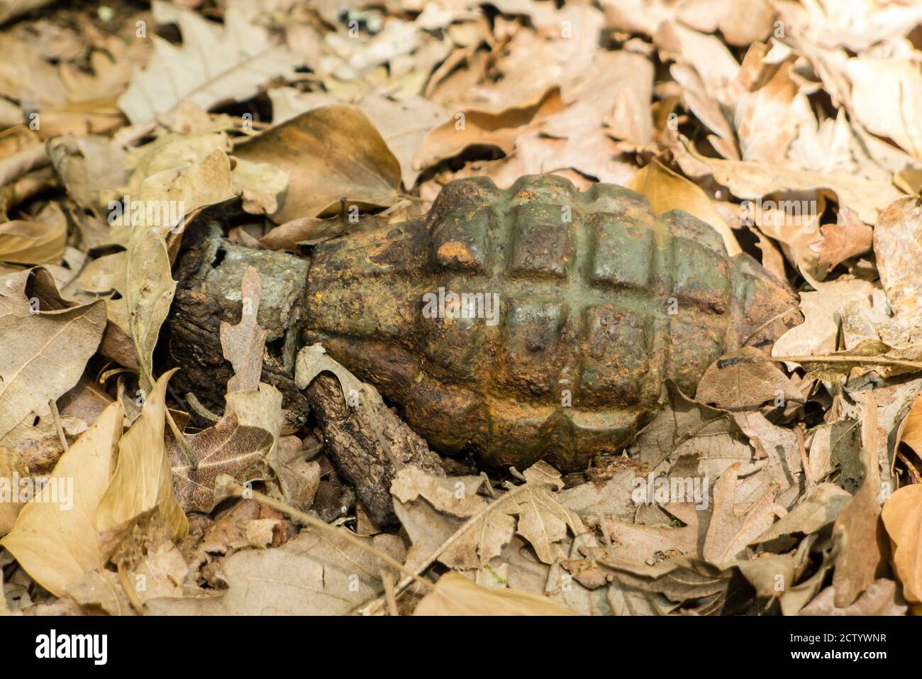 War residual pineapple hand bomb emerging from bed of dead leaves Stock ...
