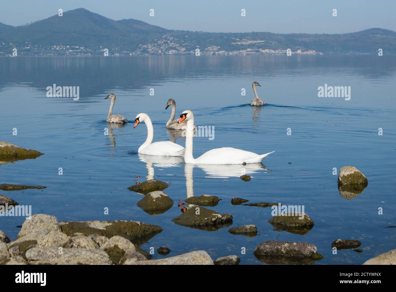 Family of swans swimming on surface of a vulcanic lake in Italy Stock ...