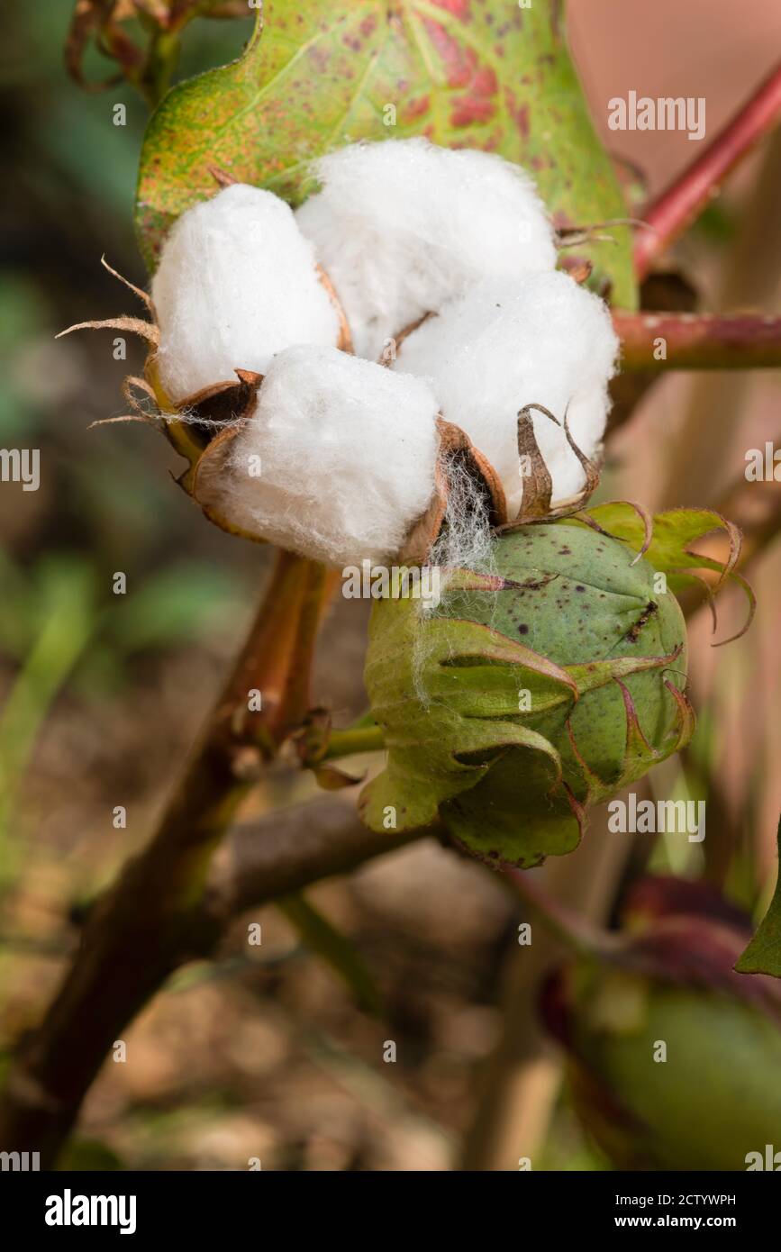 Closed and open fruits of cotton plant Stock Photo - Alamy