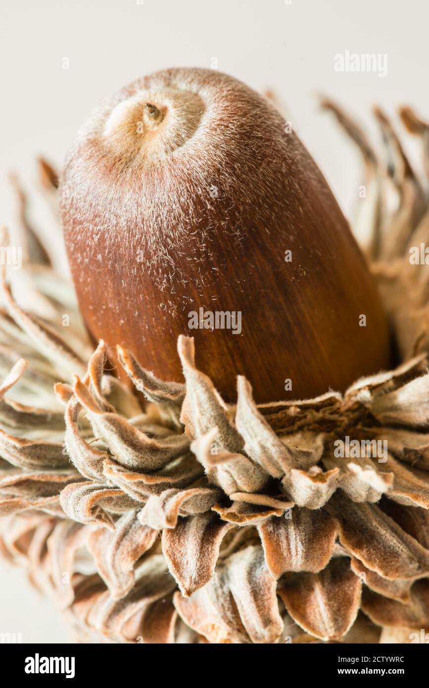 Close up of aicorn of Austrian oak, Quercus cerris Stock Photo - Alamy
