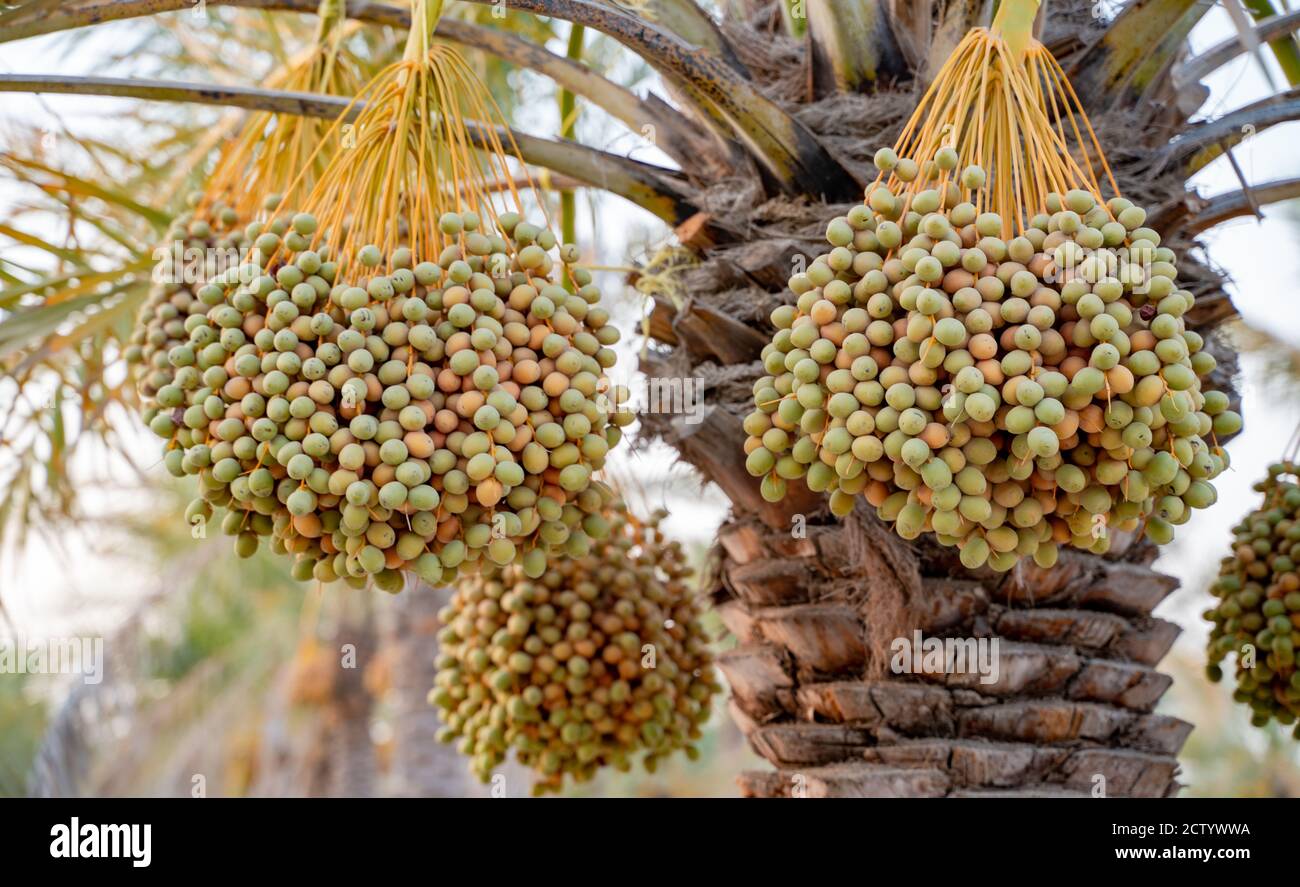 Plantation of date palms. The tropical agriculture industry in the ...