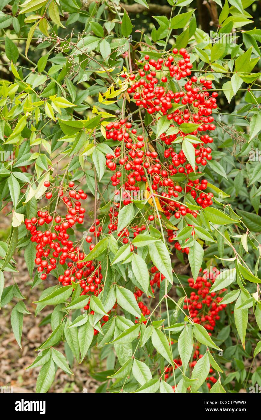 Sacred bamboo of Asia, Nandina domestica, plant wth red berries Stock ...