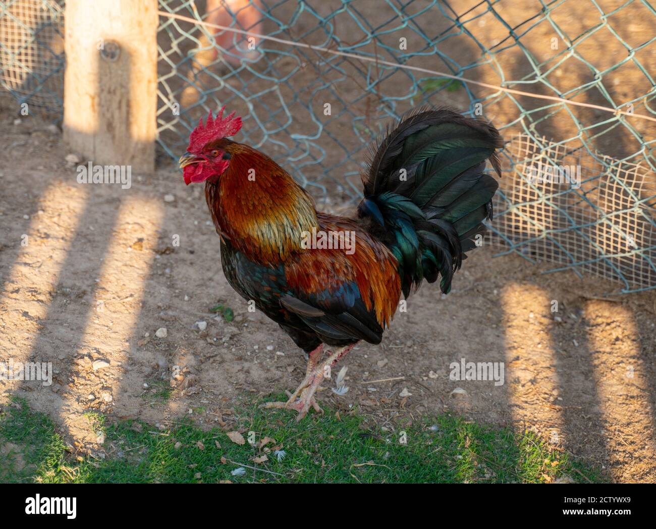Rooster and hen. Hen and rooster togeather in the organic countryside ...