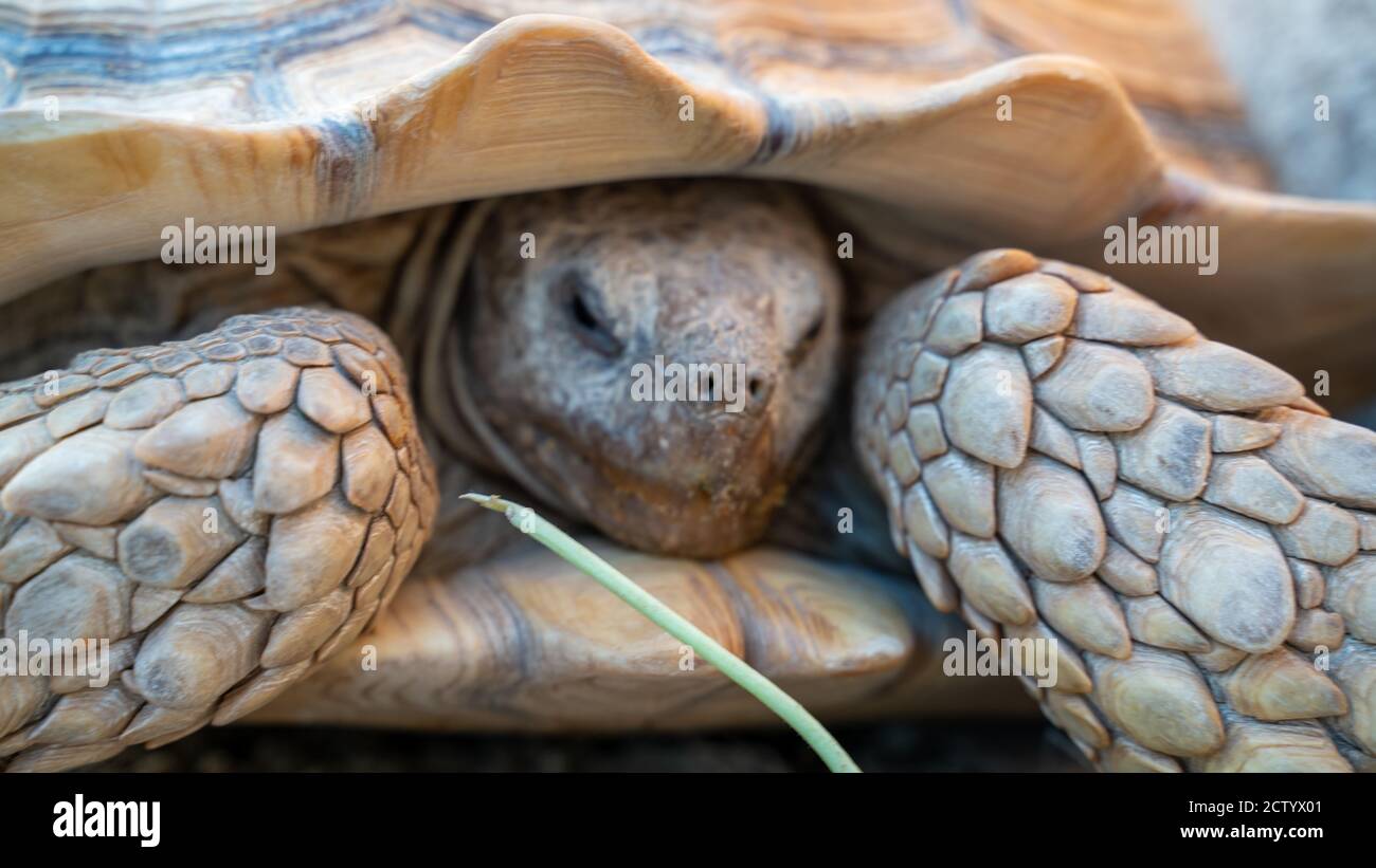 Close up shot of desert tortoise (Gopherus agassizii and Gopherus ...