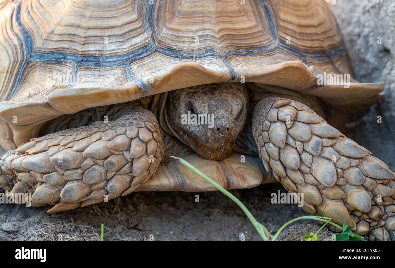 Close up shot of desert tortoise (Gopherus agassizii and Gopherus ...