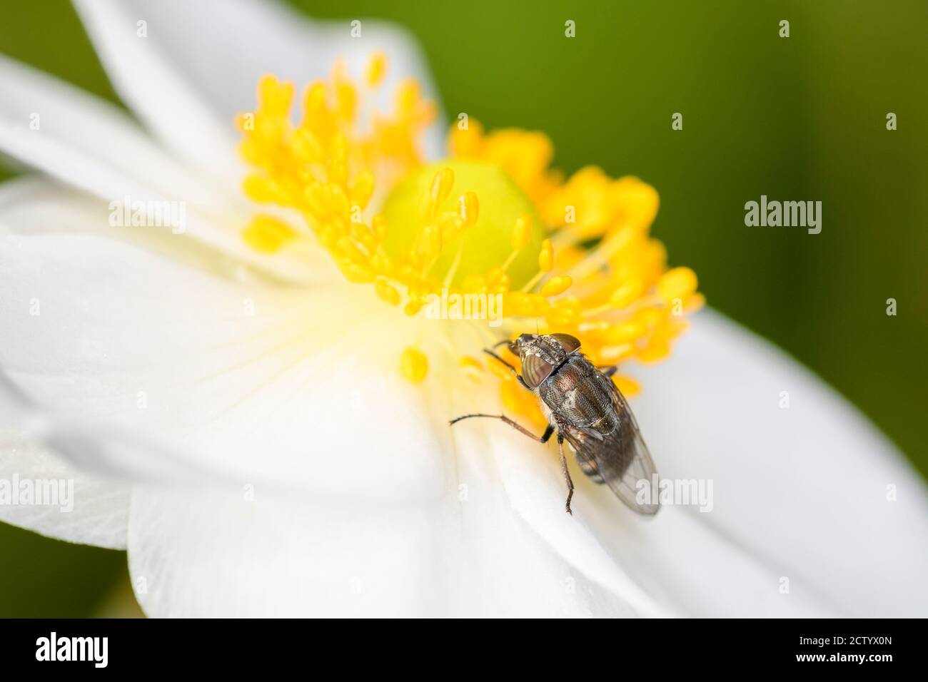 Stomorhina lunata with japanese anemone, Anemone hupehensis var ...