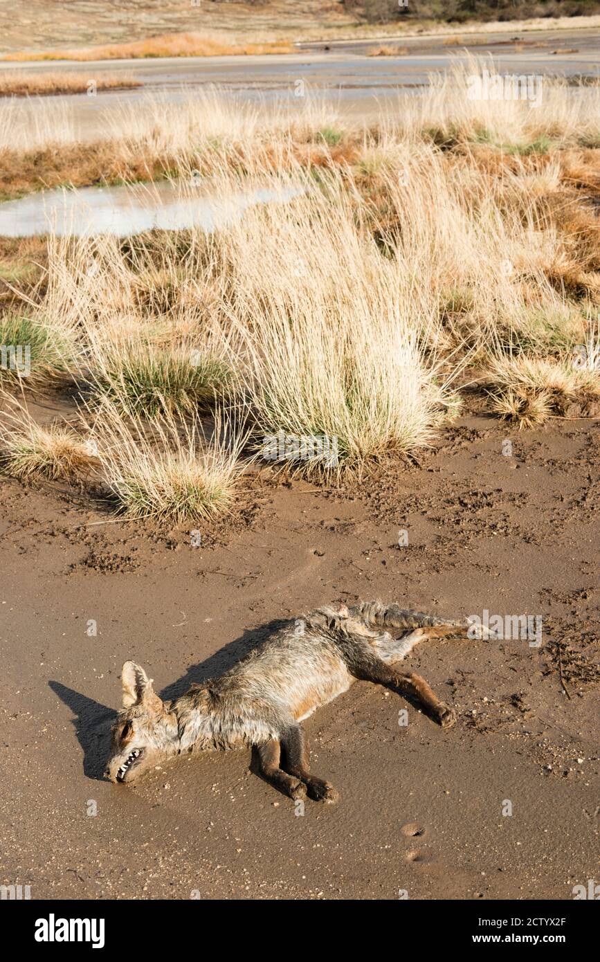 Dead red fox due to vulcaninc gas pollution Stock Photo - Alamy