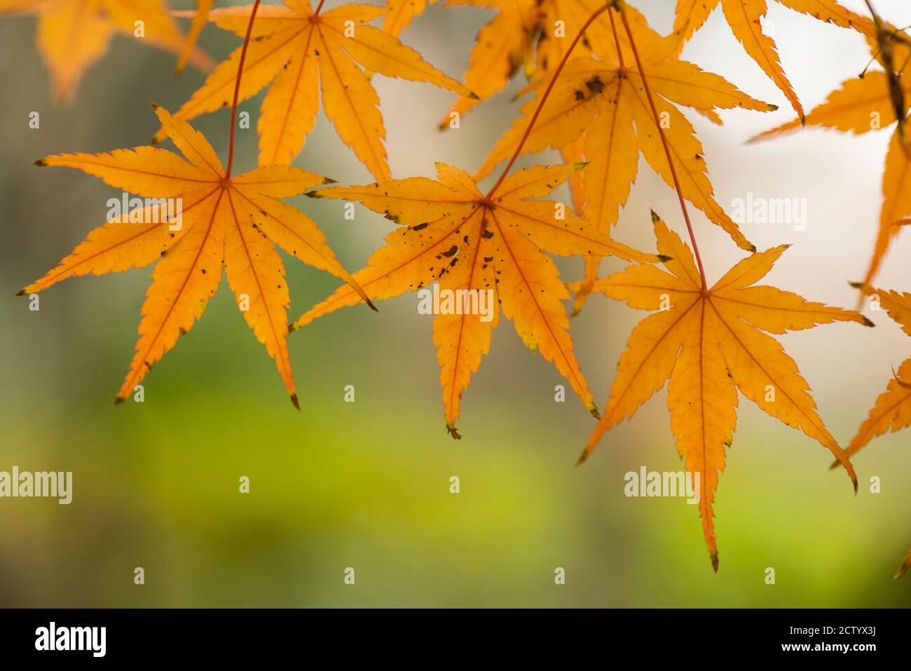Red and orange maple tree, acer palmatum, with winged seeds Stock Photo ...