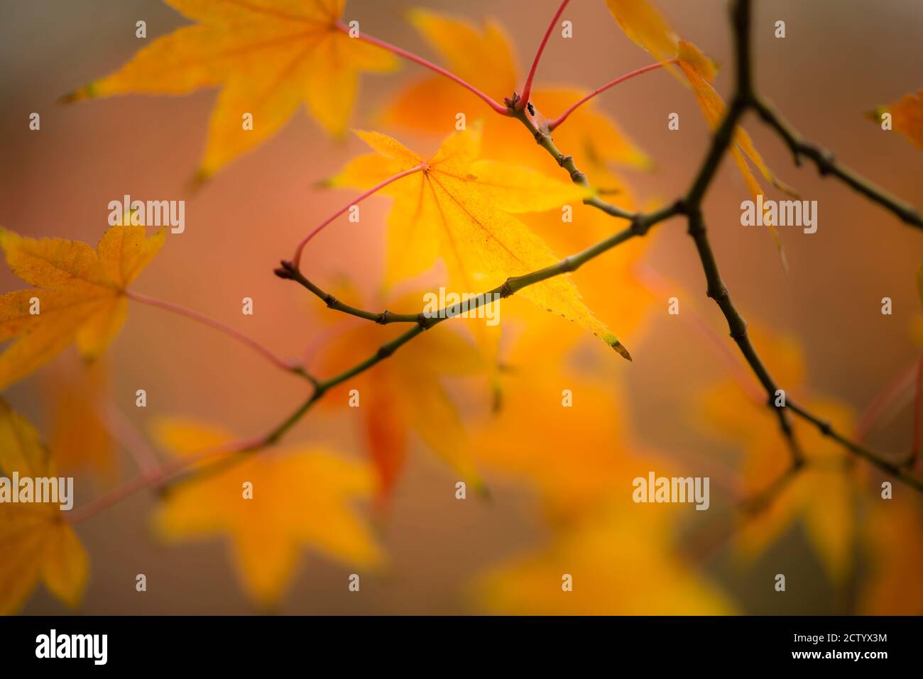 Red and orange maple tree, acer palmatum, with winged seeds Stock Photo ...