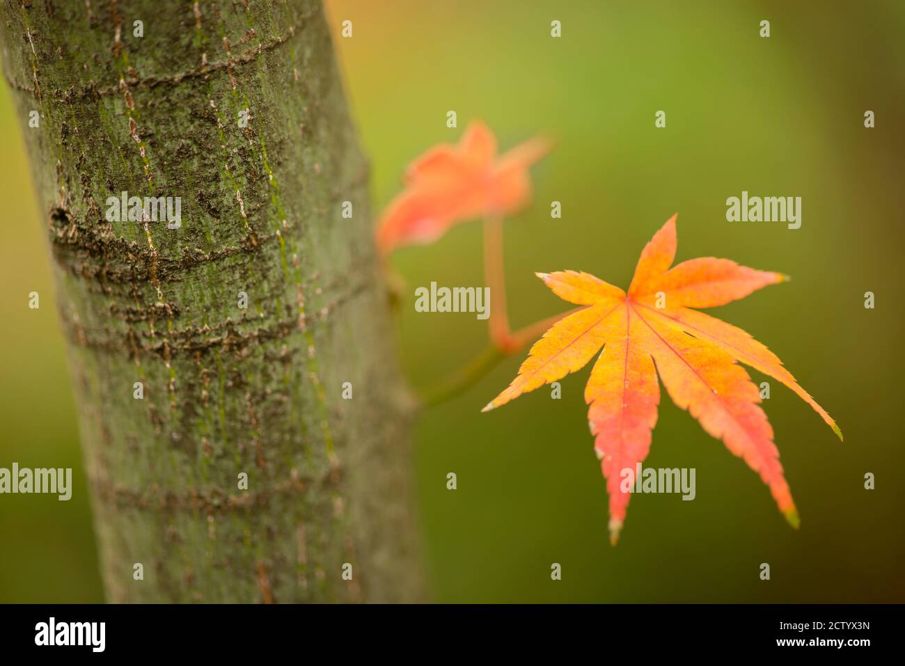 Red and orange maple tree, acer palmatum, with winged seeds Stock Photo ...