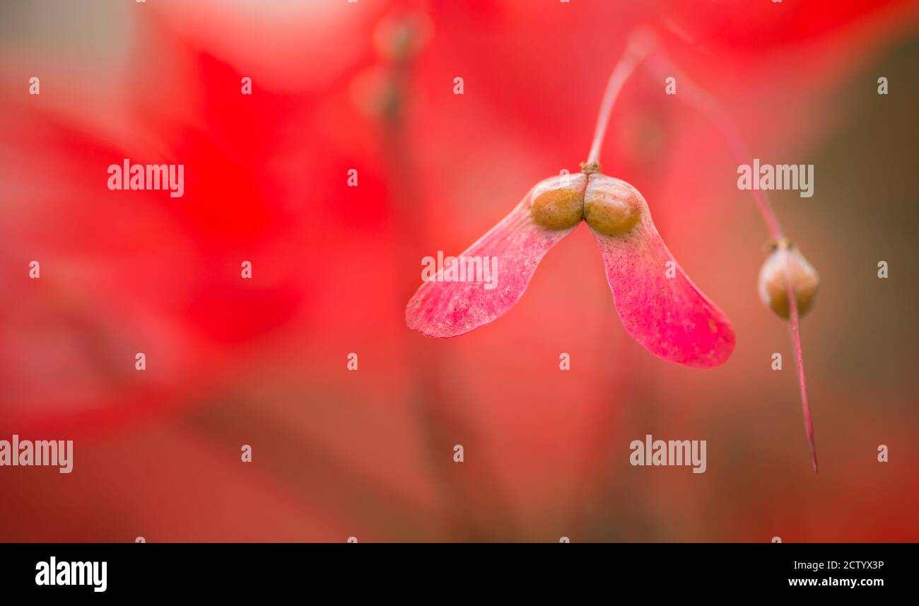 Red and orange maple tree, acer palmatum, with winged seeds Stock Photo ...