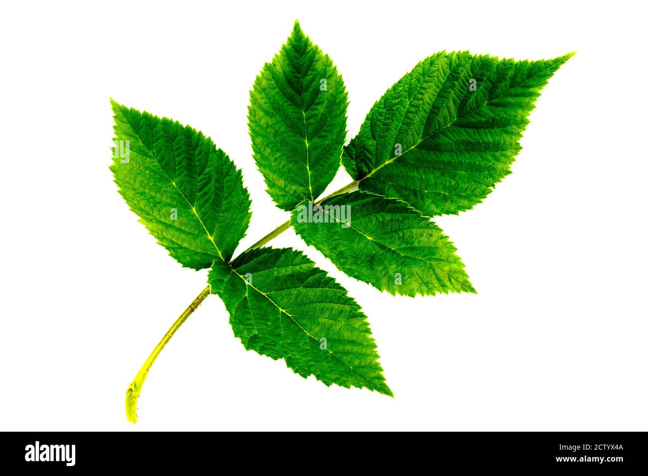 raspberry leaf inflorescence isolated on the white background Stock ...
