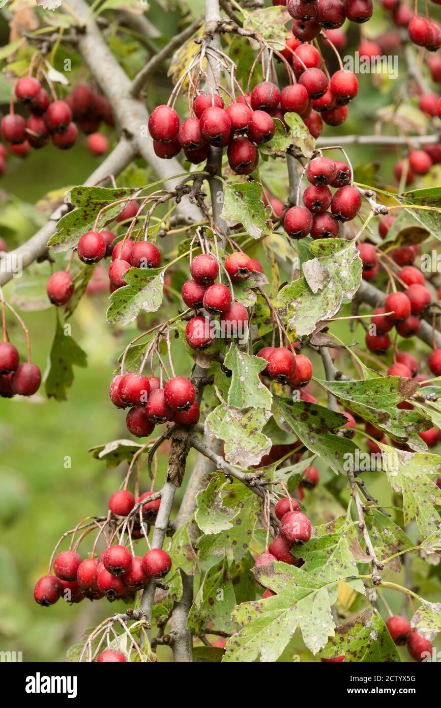 Crataegus monogyna red fruits, common or single-seeded hawthorn Stock ...