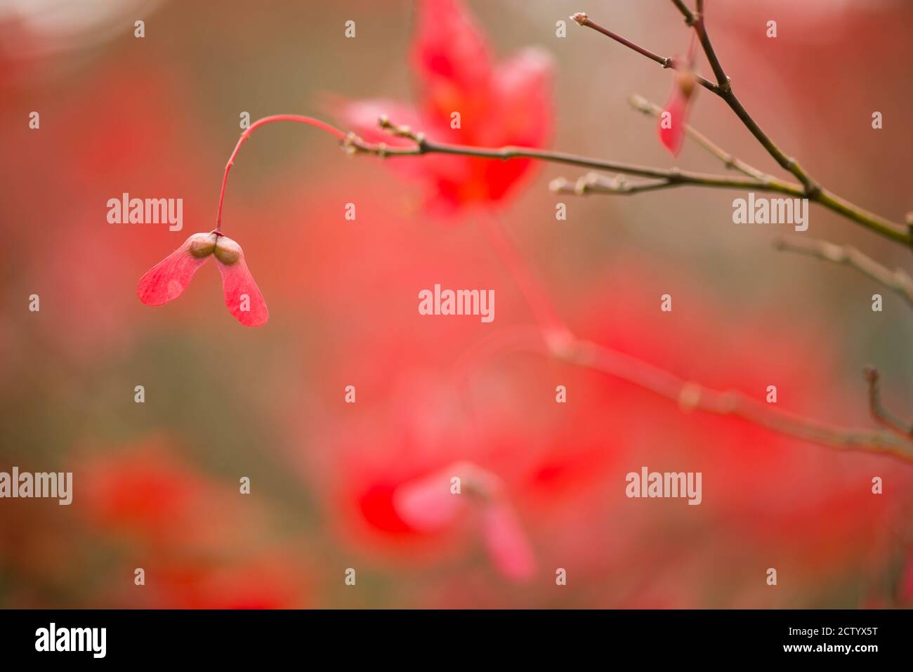Red and orange maple tree, acer palmatum, with winged seeds Stock Photo ...