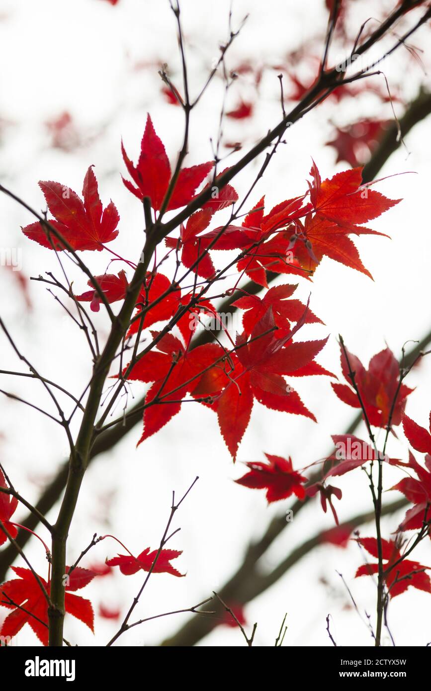 Red and orange maple tree, acer palmatum, with winged seeds Stock Photo ...