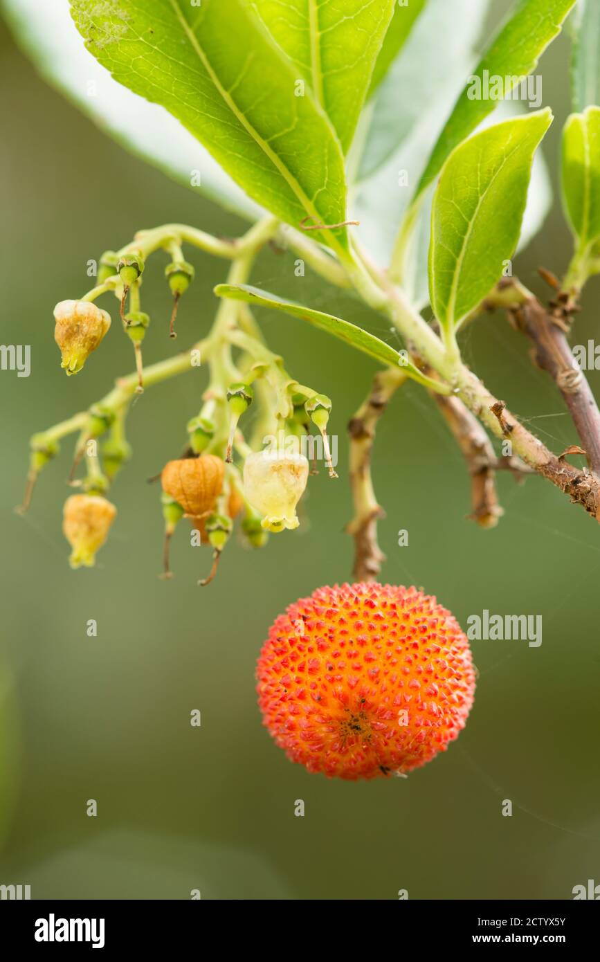 Native mediterranean shrub hi-res stock photography and images - Alamy