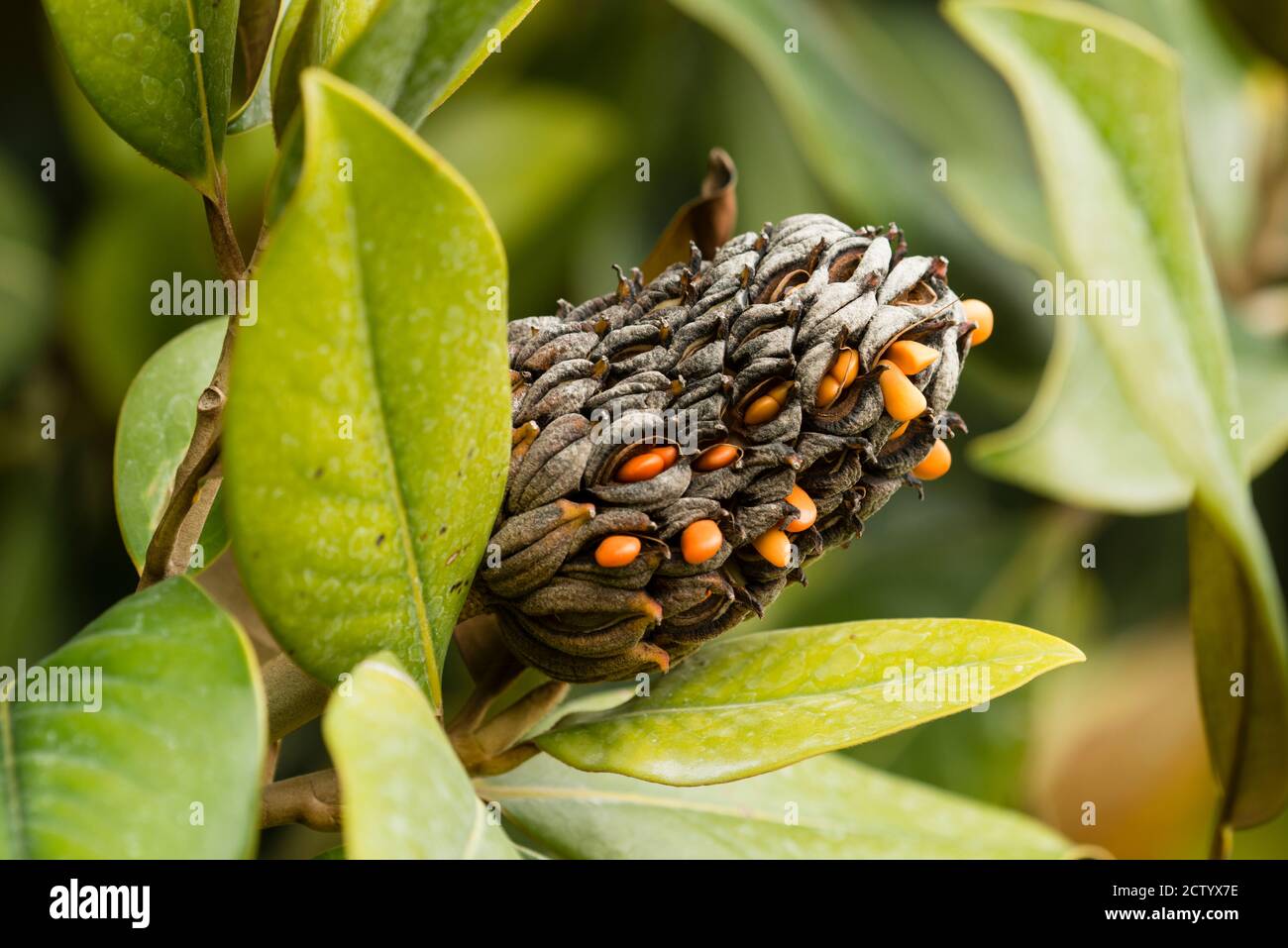 Magnolia grandiflora fruit with red seeds Stock Photo - Alamy