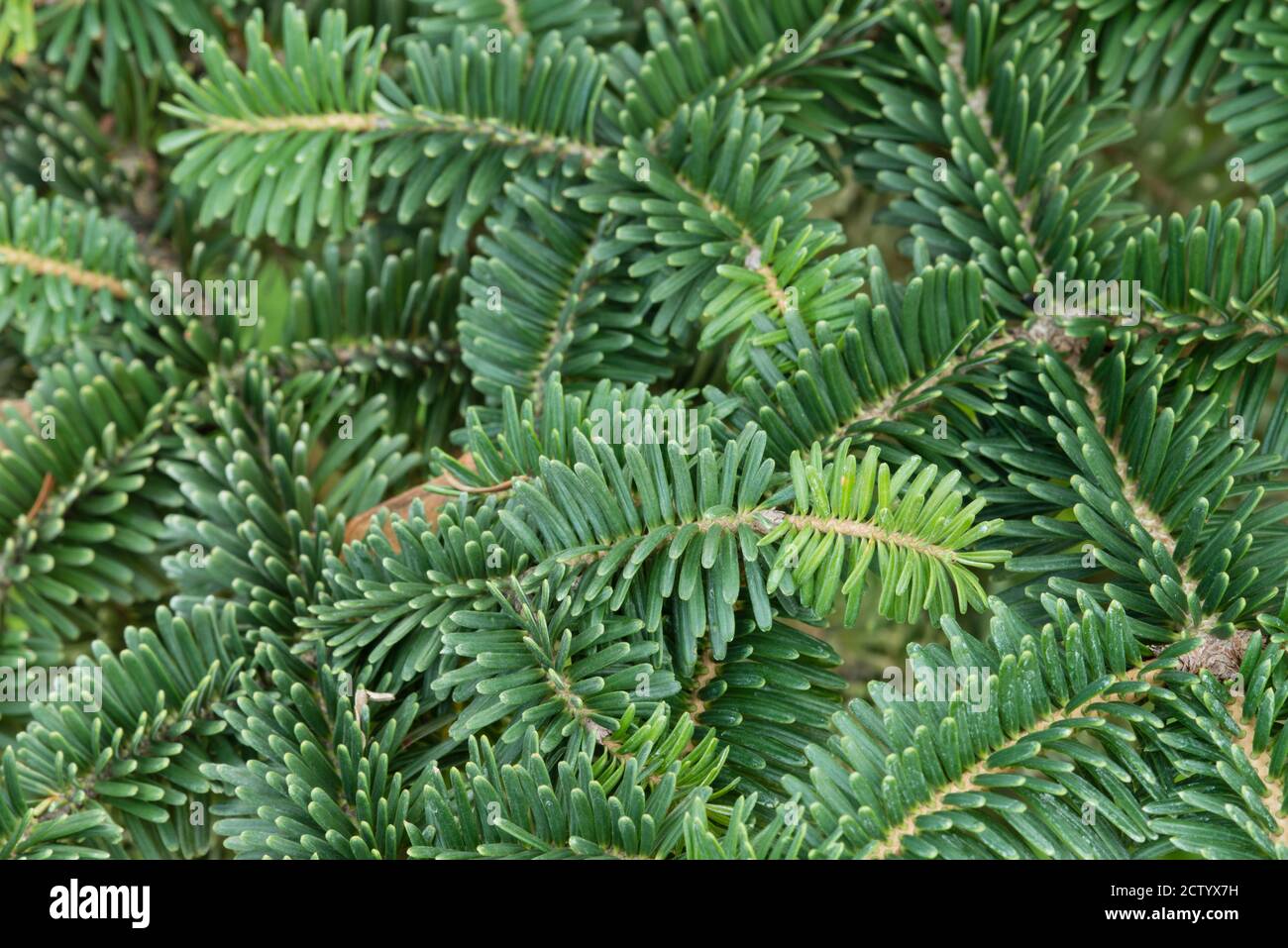 Norway spruce tree detail of leaves Stock Photo - Alamy