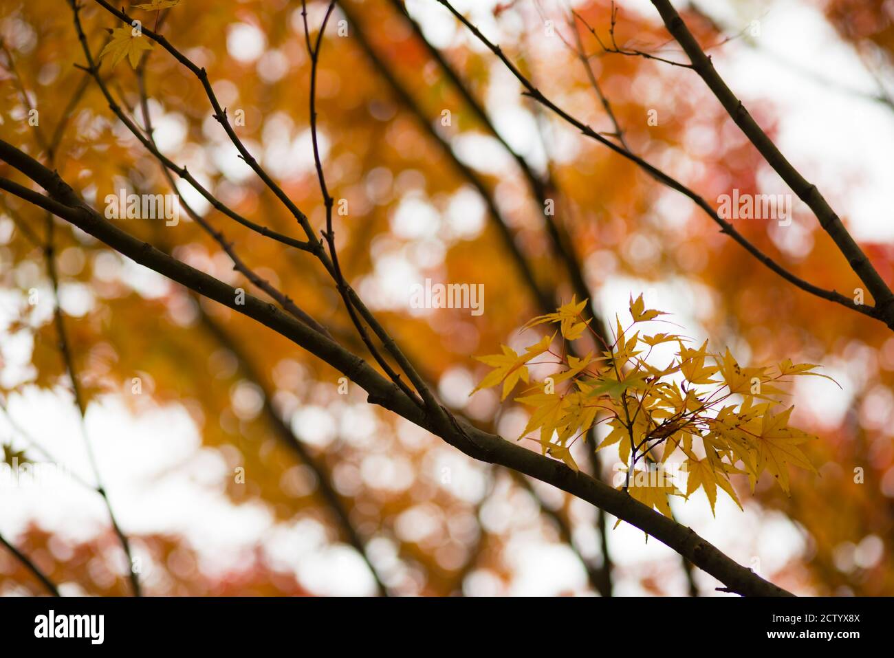 Autumnal foliage of ornamental Maple tree, Acer palmatum Stock Photo ...