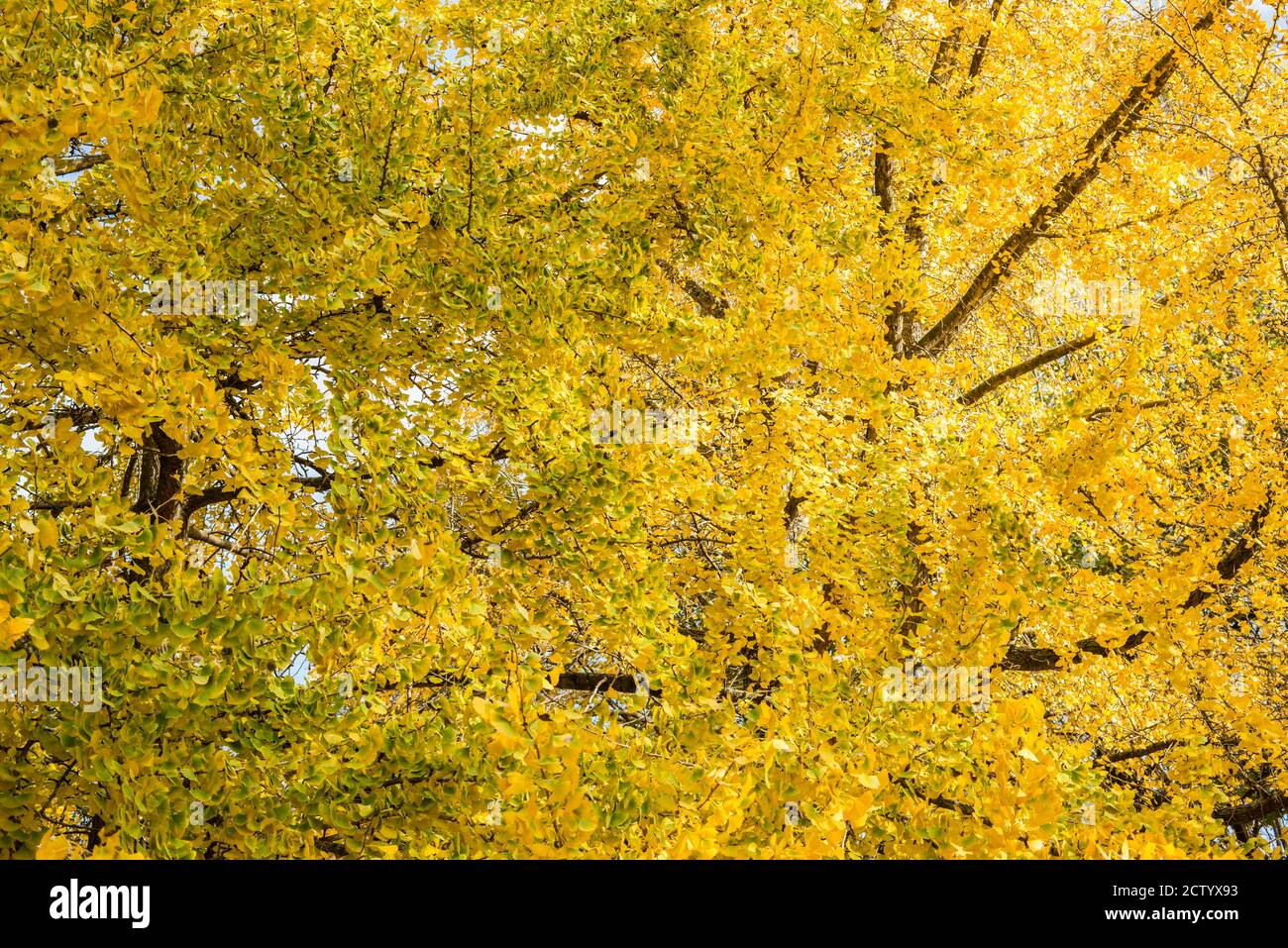 Gingko tree in autumn hi-res stock photography and images - Alamy