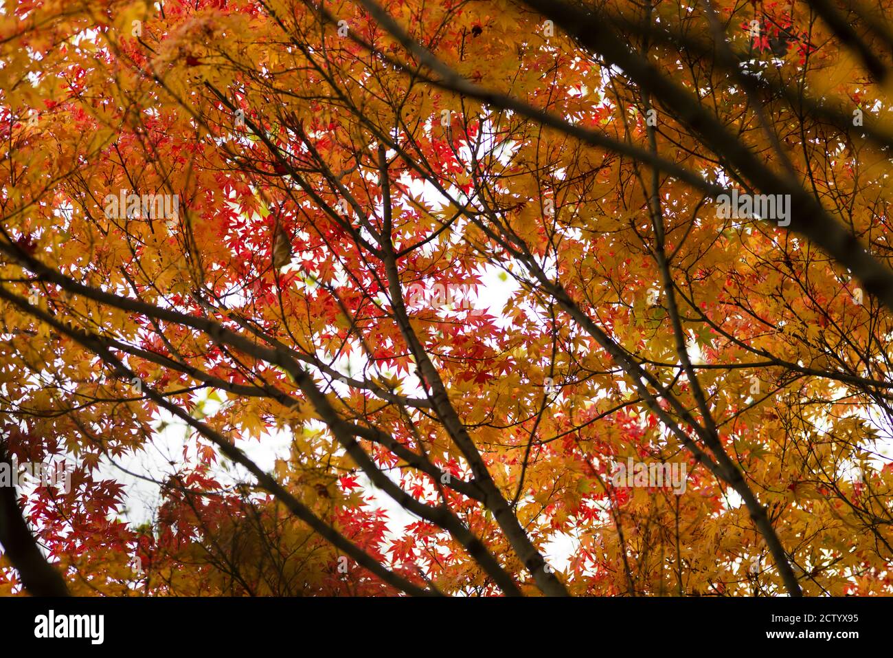 Autumnal foliage of ornamental Maple tree, Acer palmatum Stock Photo ...