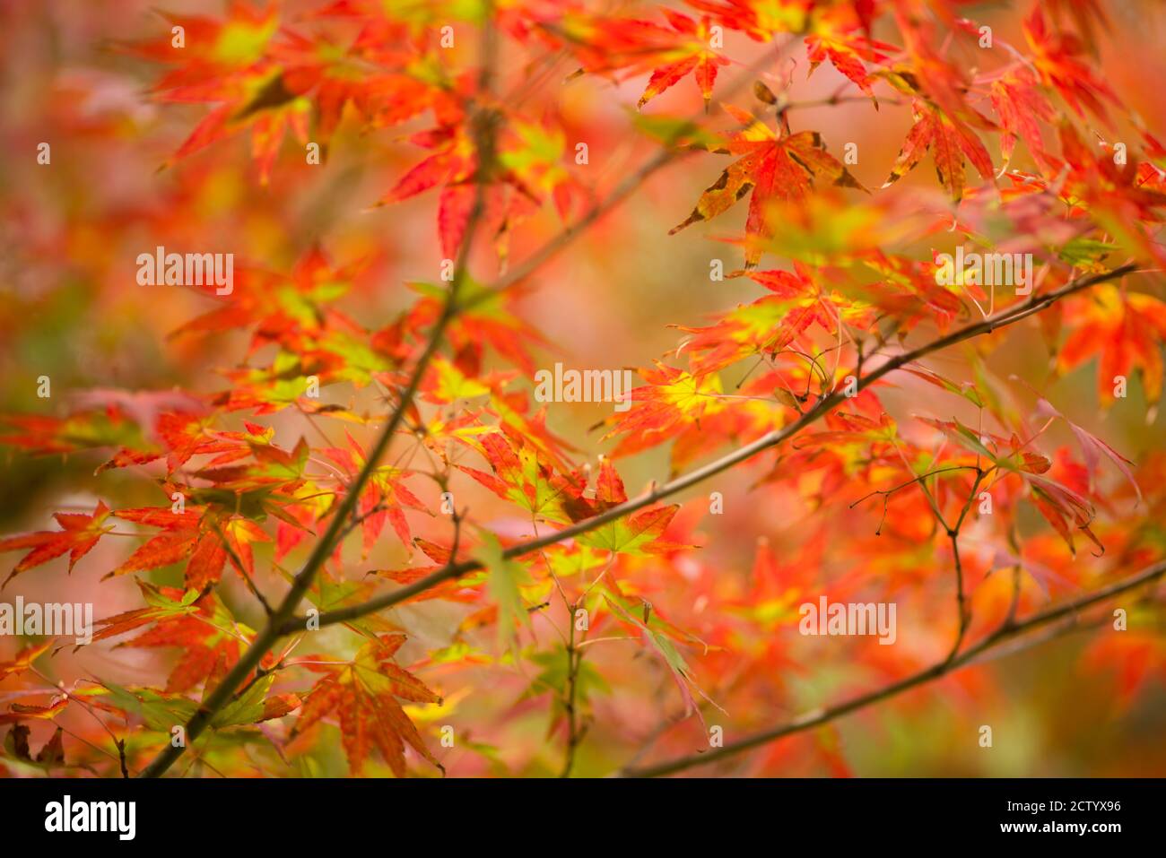 Autumnal foliage of ornamental Maple tree, Acer palmatum Stock Photo ...
